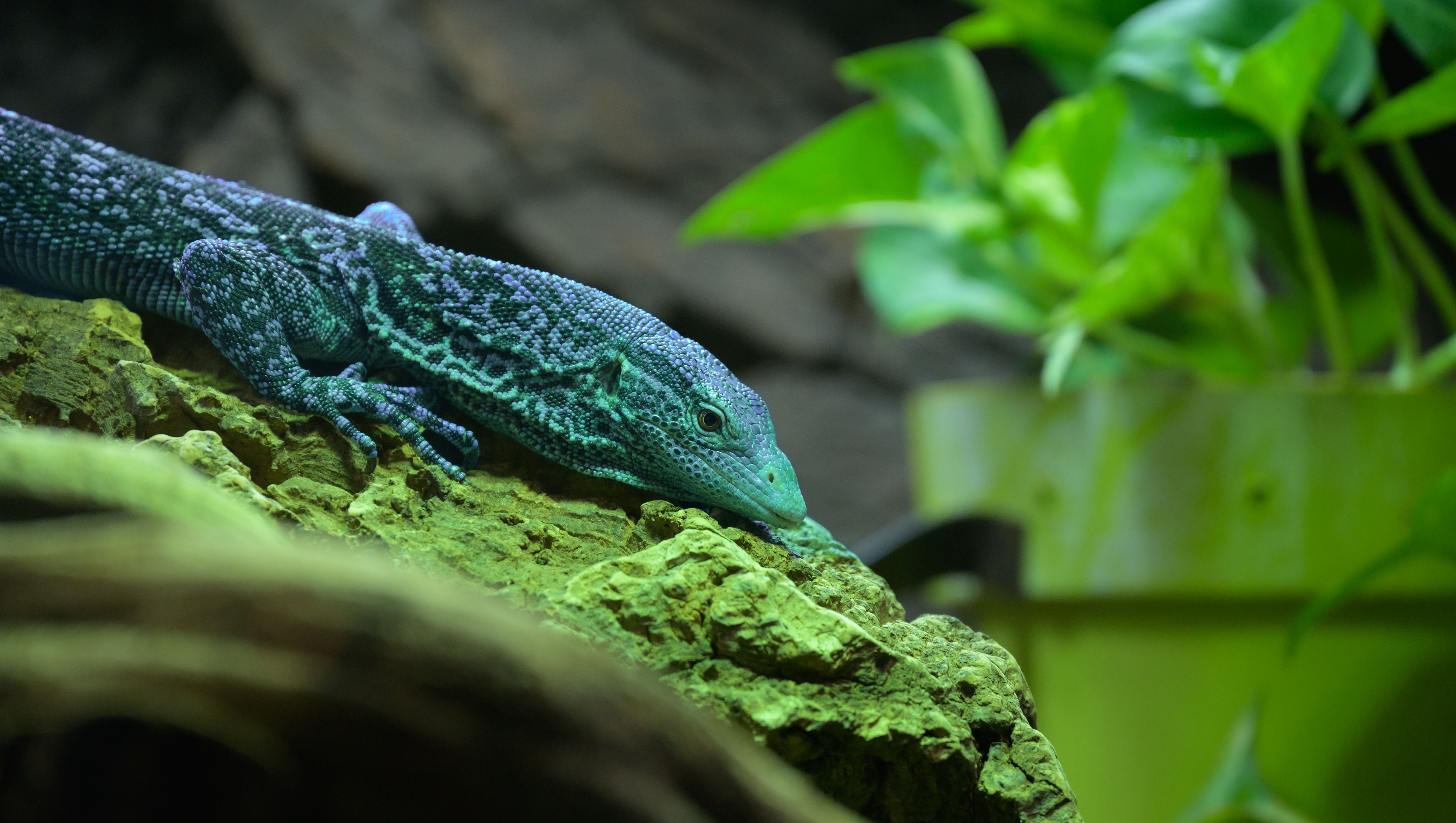 Basilisk on Rock · Free Stock Photo