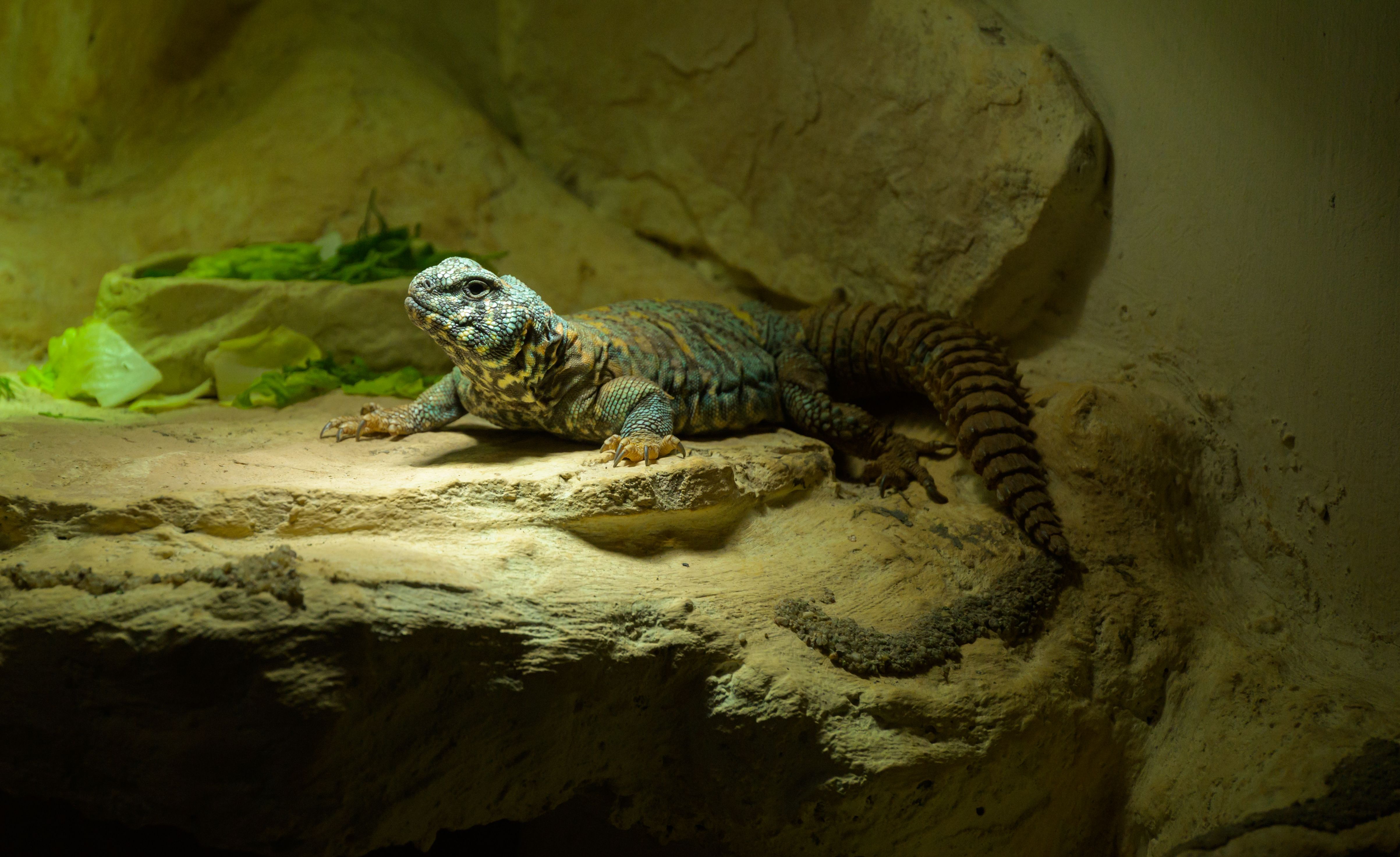 Ornate Mastigure Lizard · Free Stock Photo