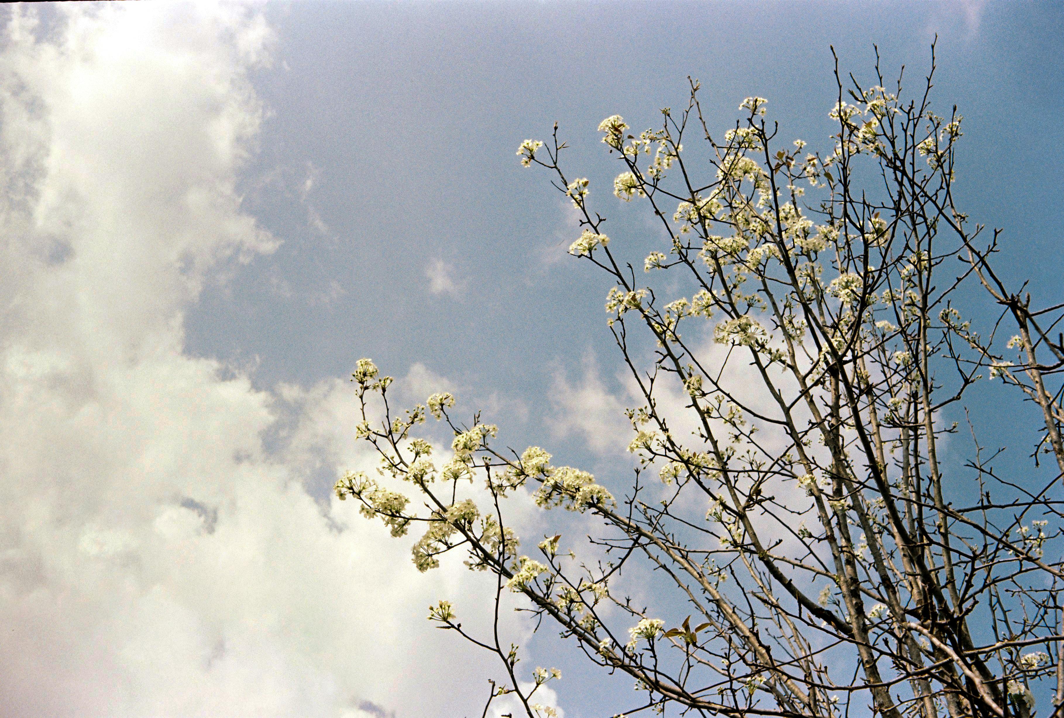 White Flowering Tree Low-angle Photo at Daytime · Free Stock Photo