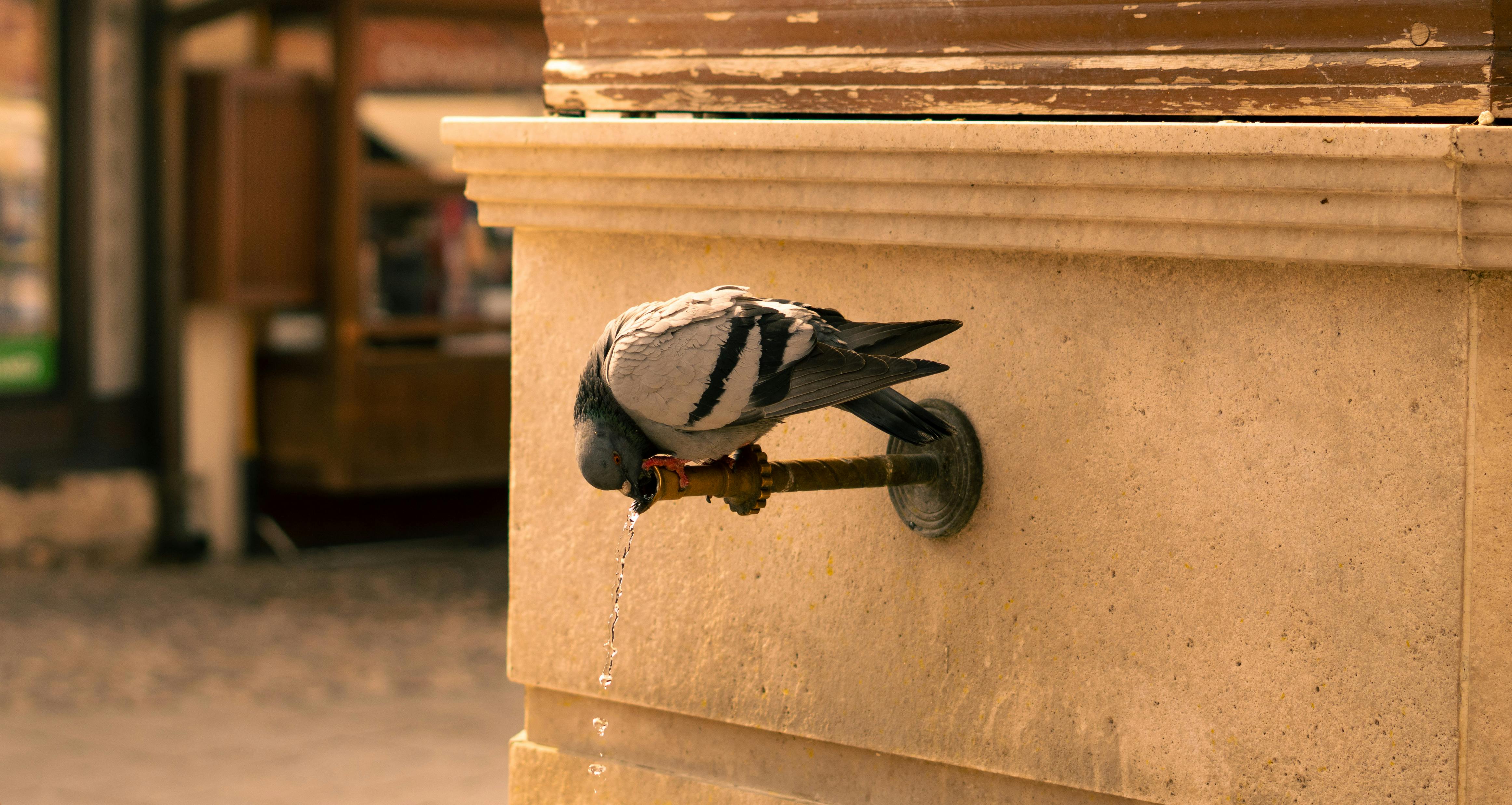 A Pigeon Drinking Water from the Standpipe · Free Stock Photo