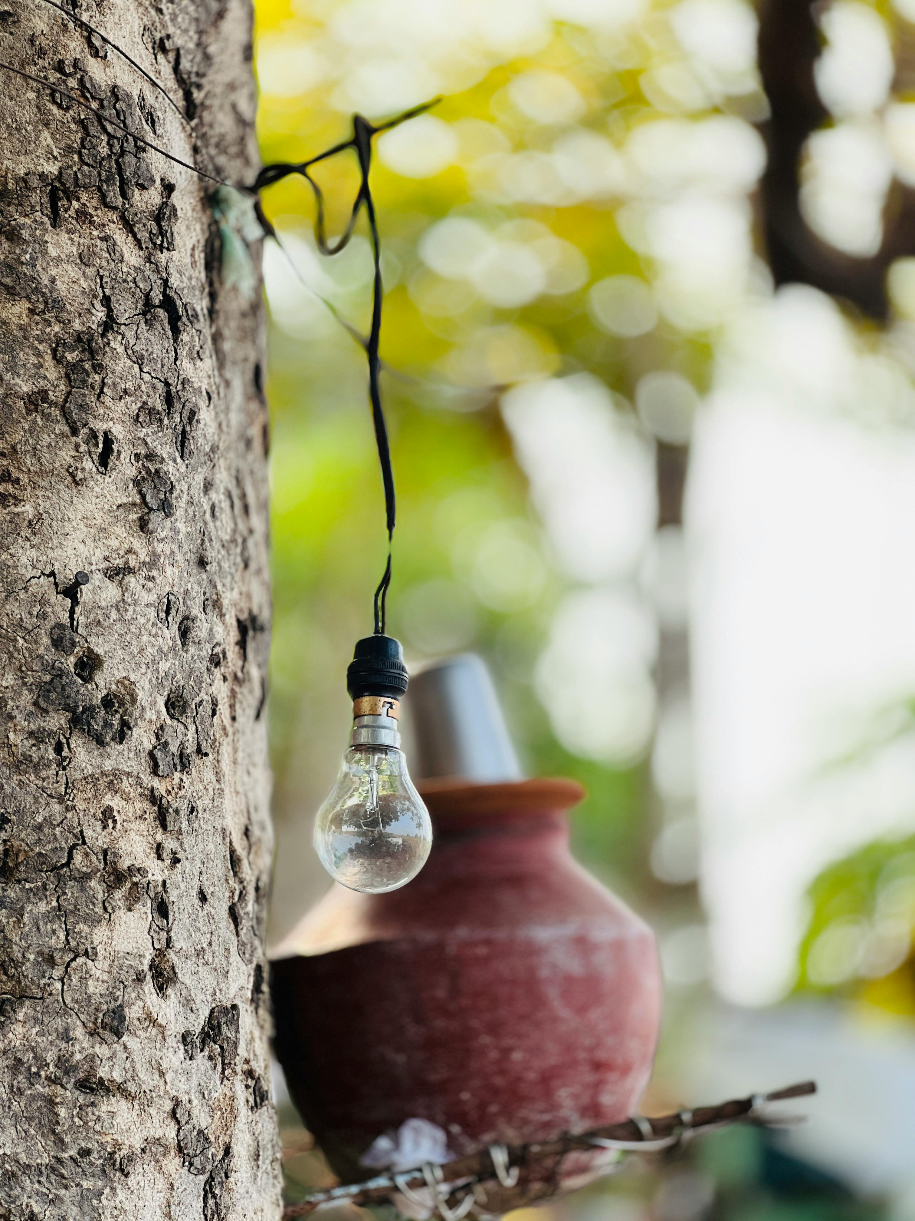 Tree with Light Bulb · Free Stock Photo