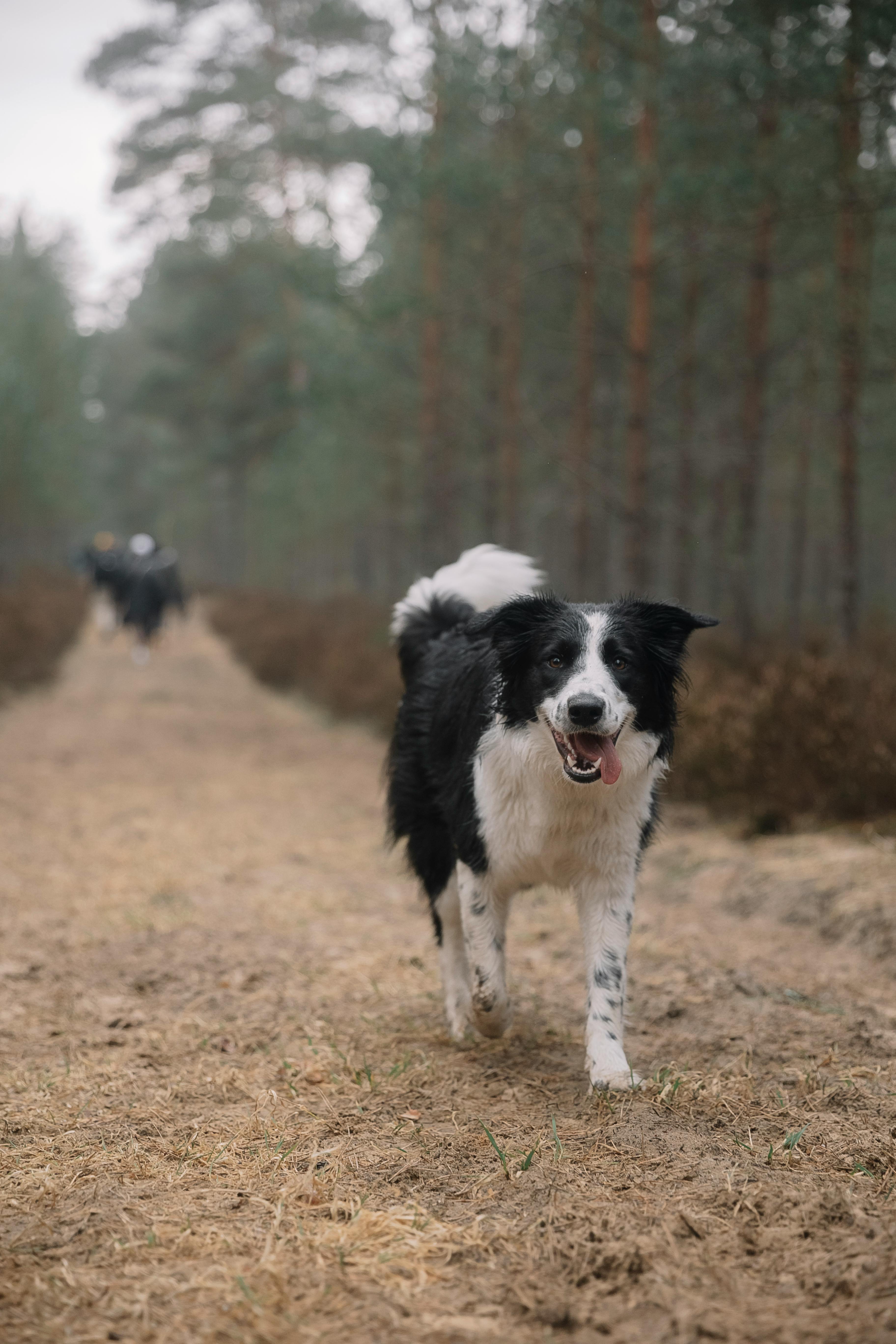 Person Walking Dog in Fog · Free Stock Photo