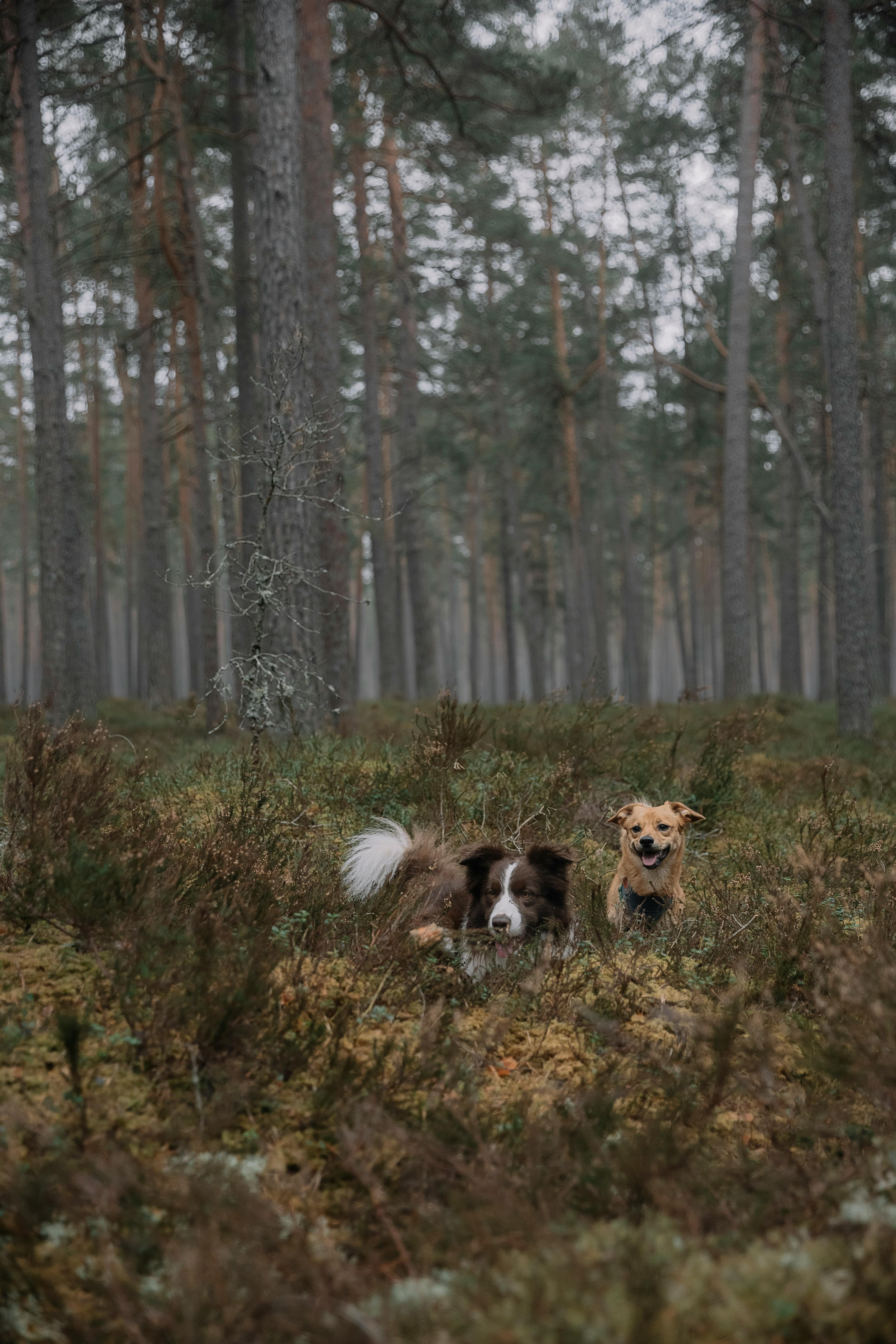 Dogs in Forest · Free Stock Photo