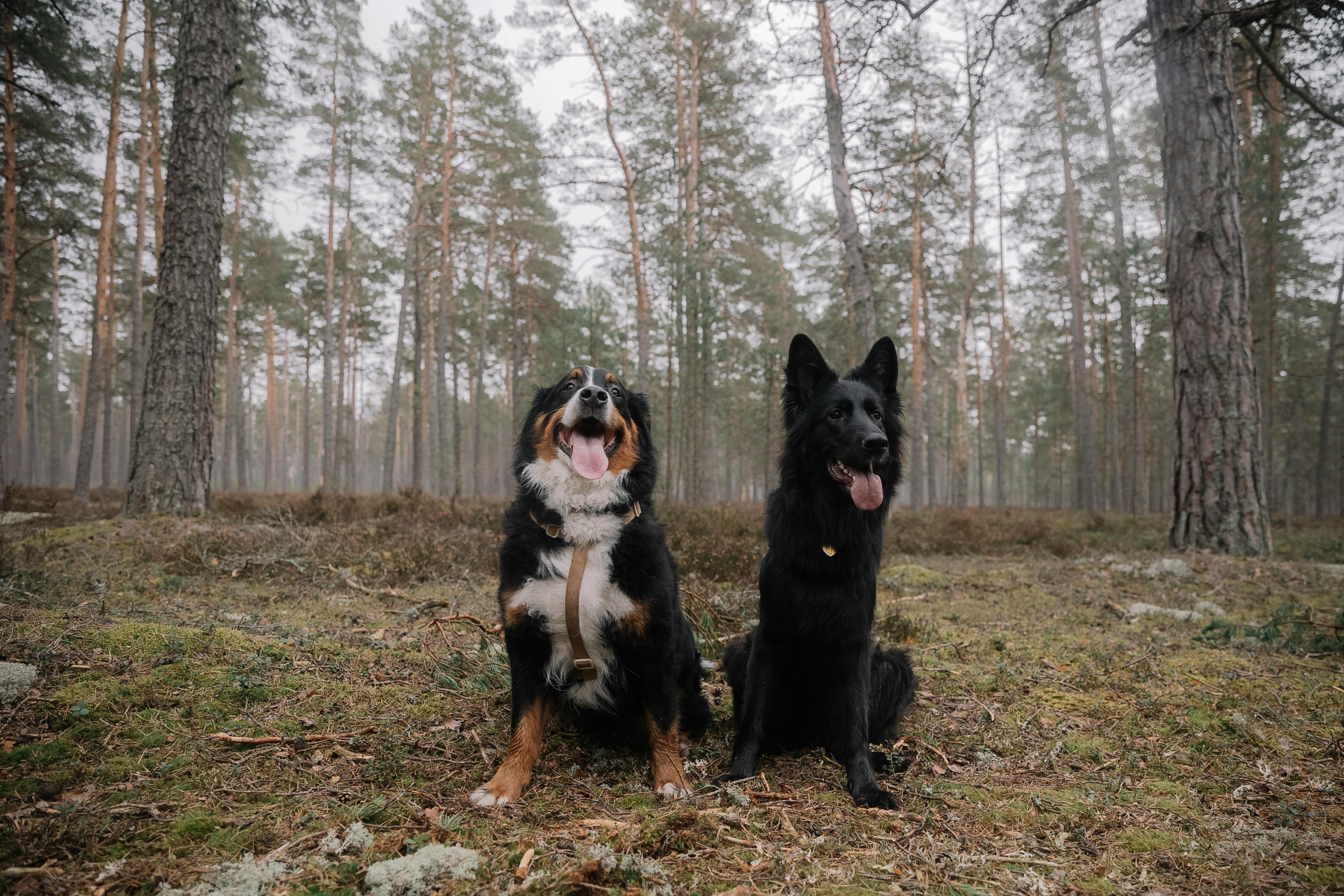 Two Dogs in a Forest · Free Stock Photo