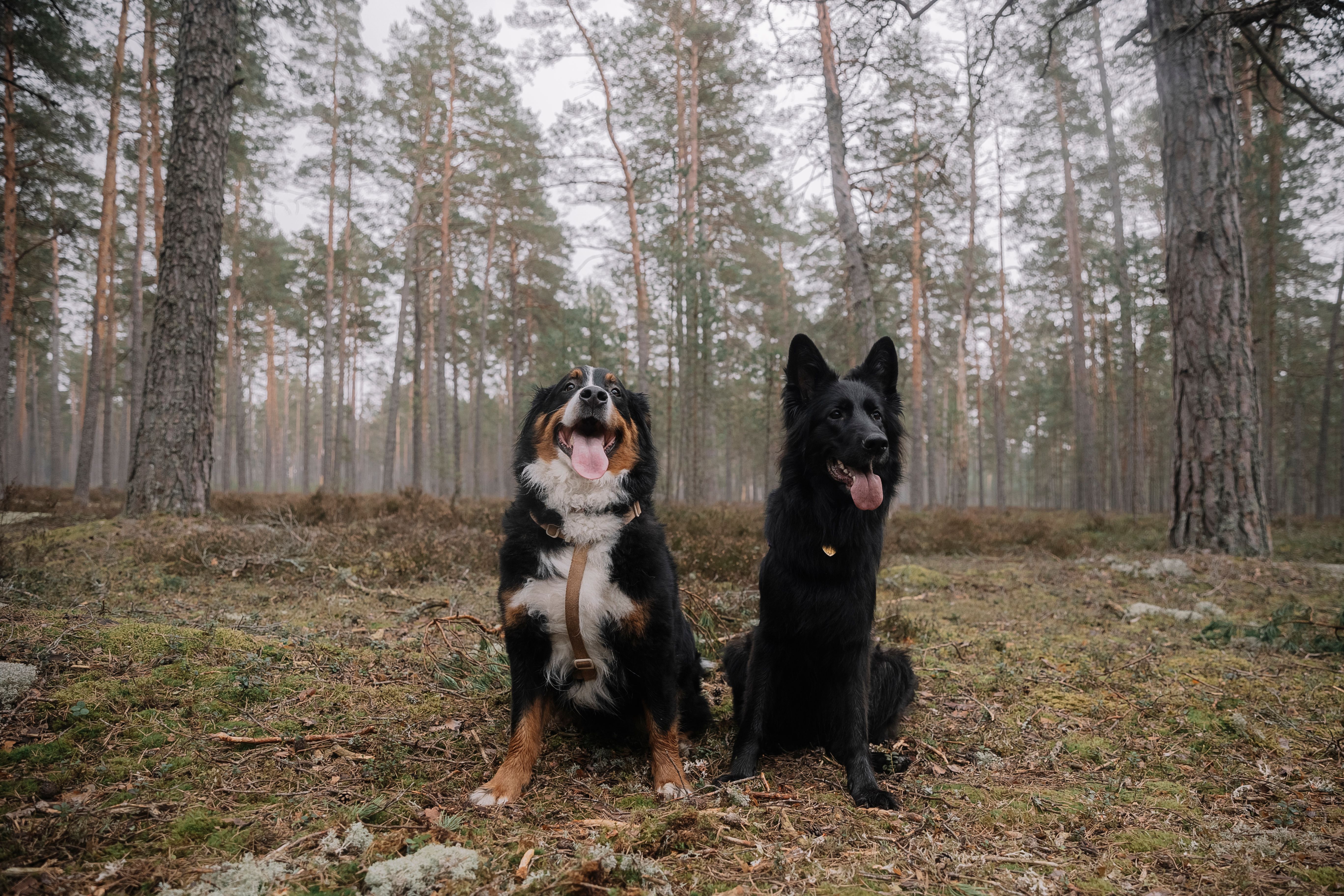 Two Dogs in a Forest · Free Stock Photo