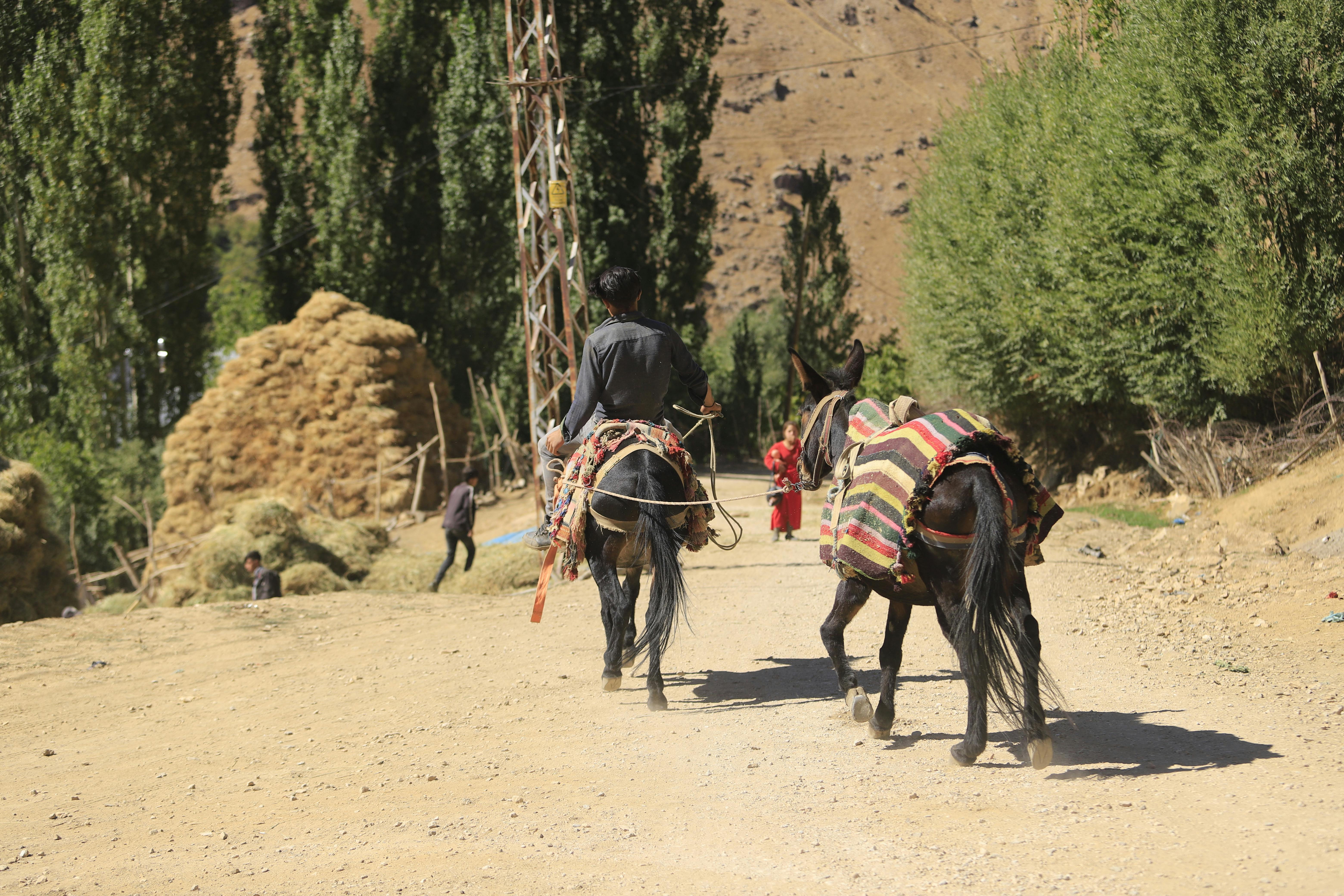 Ücretsiz açık hava, ağaçlar, arazi, arkadan görünüm, asya, at, at ...