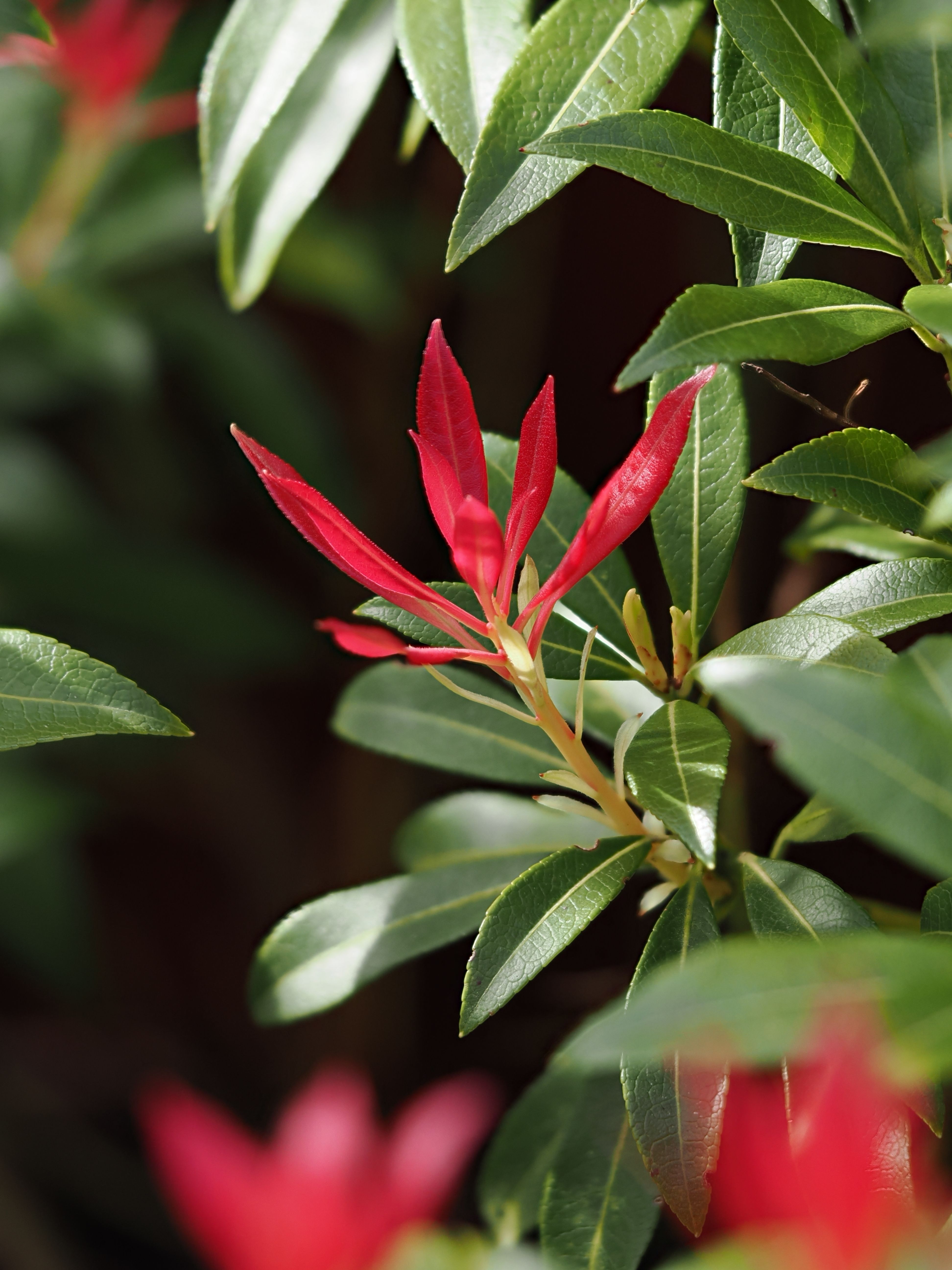 Japanese Andromeda Flower · Free Stock Photo