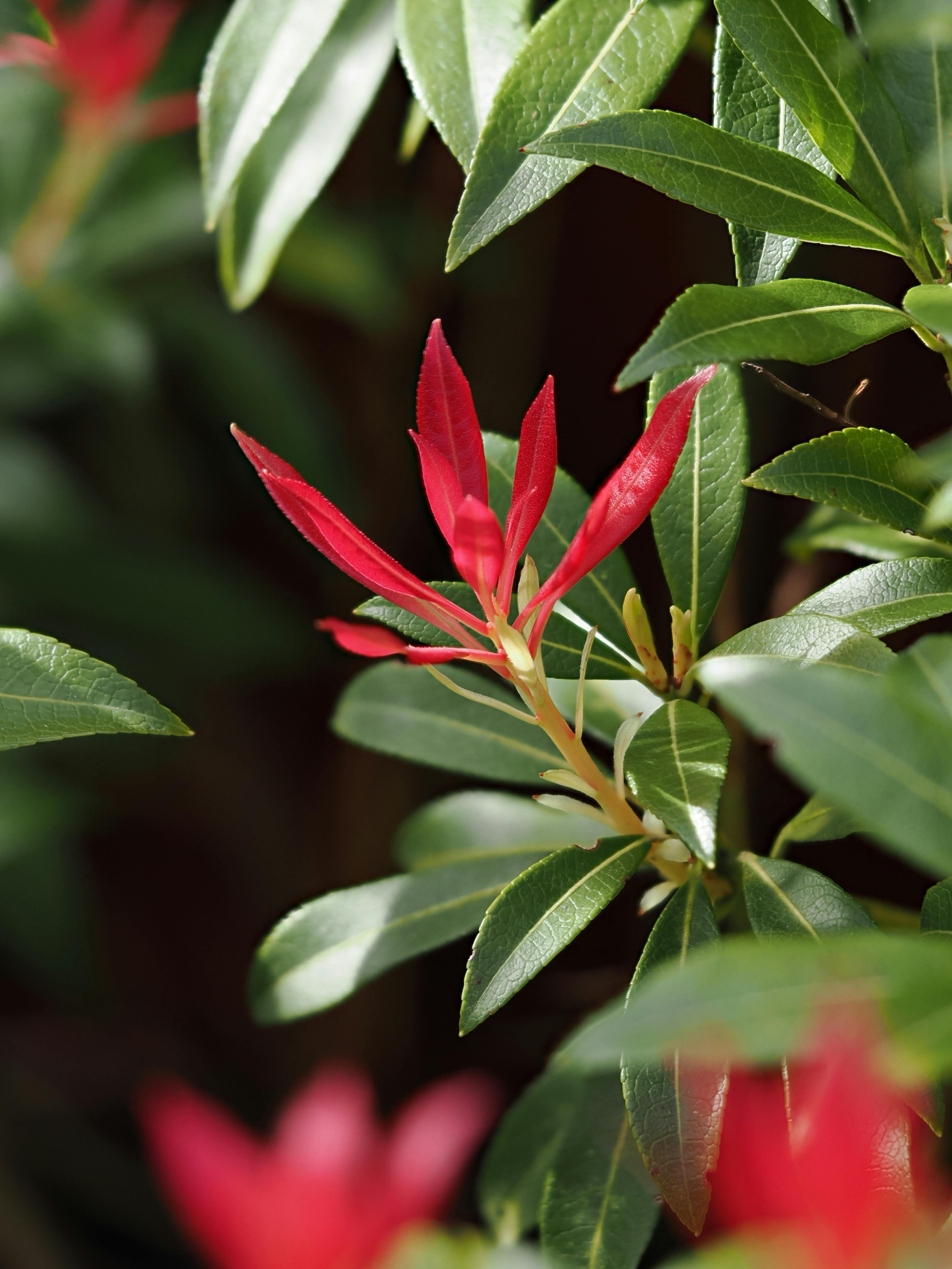 Japanese Andromeda Flower · Free Stock Photo