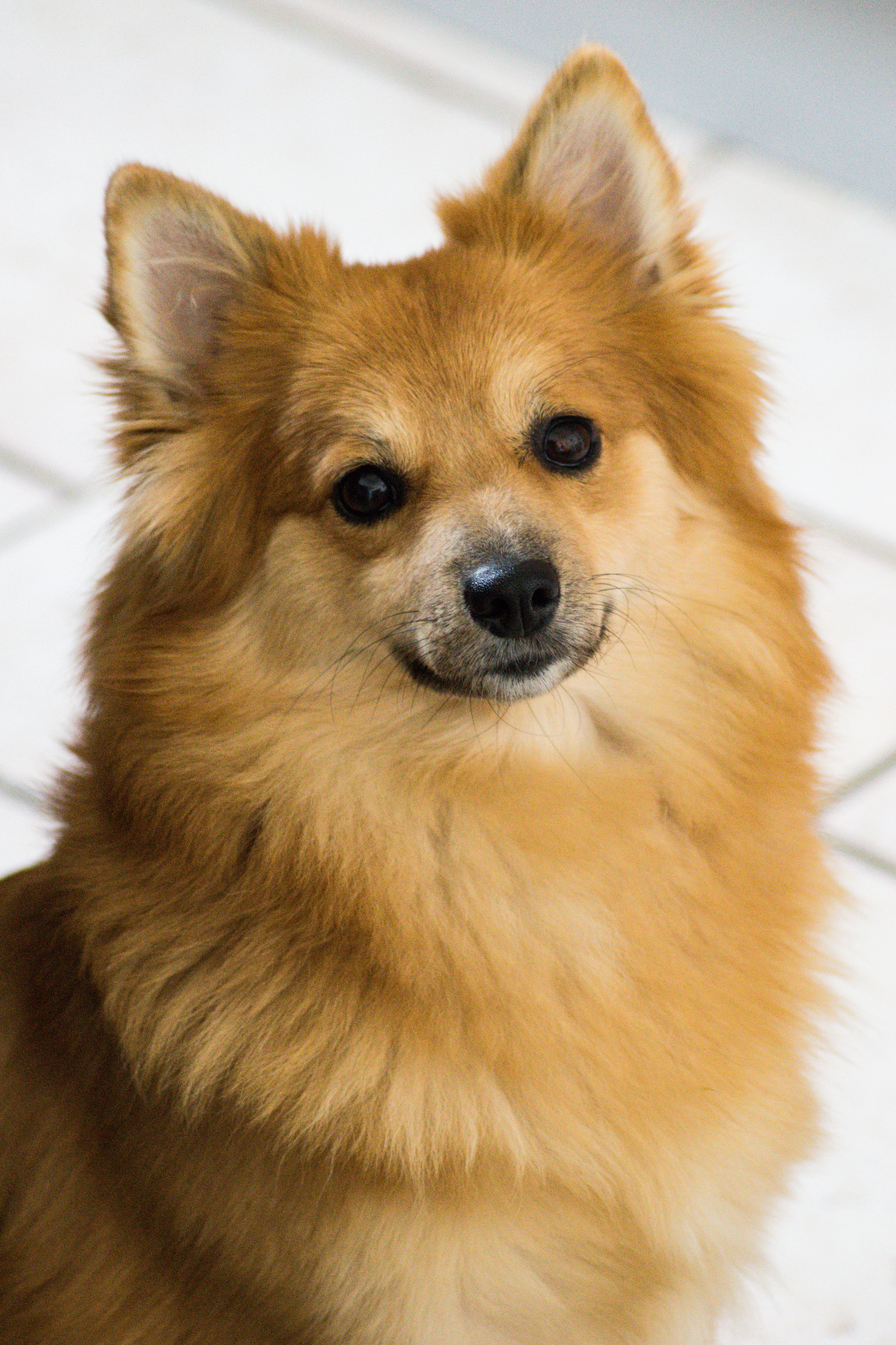 Portrait of Pomeranian Dog · Free Stock Photo