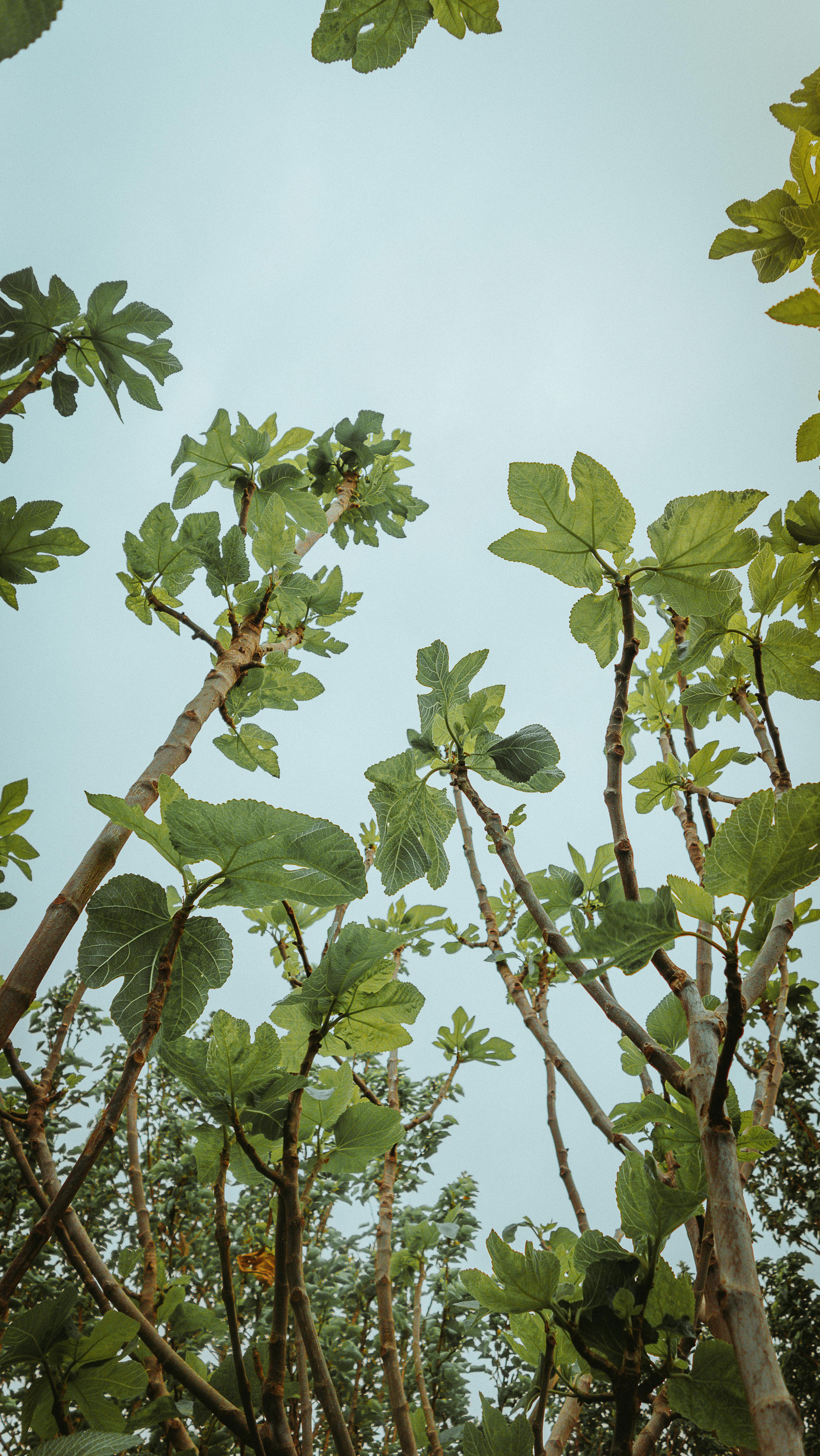 Low Angle Shot of Figs under Blue Sky · Free Stock Photo