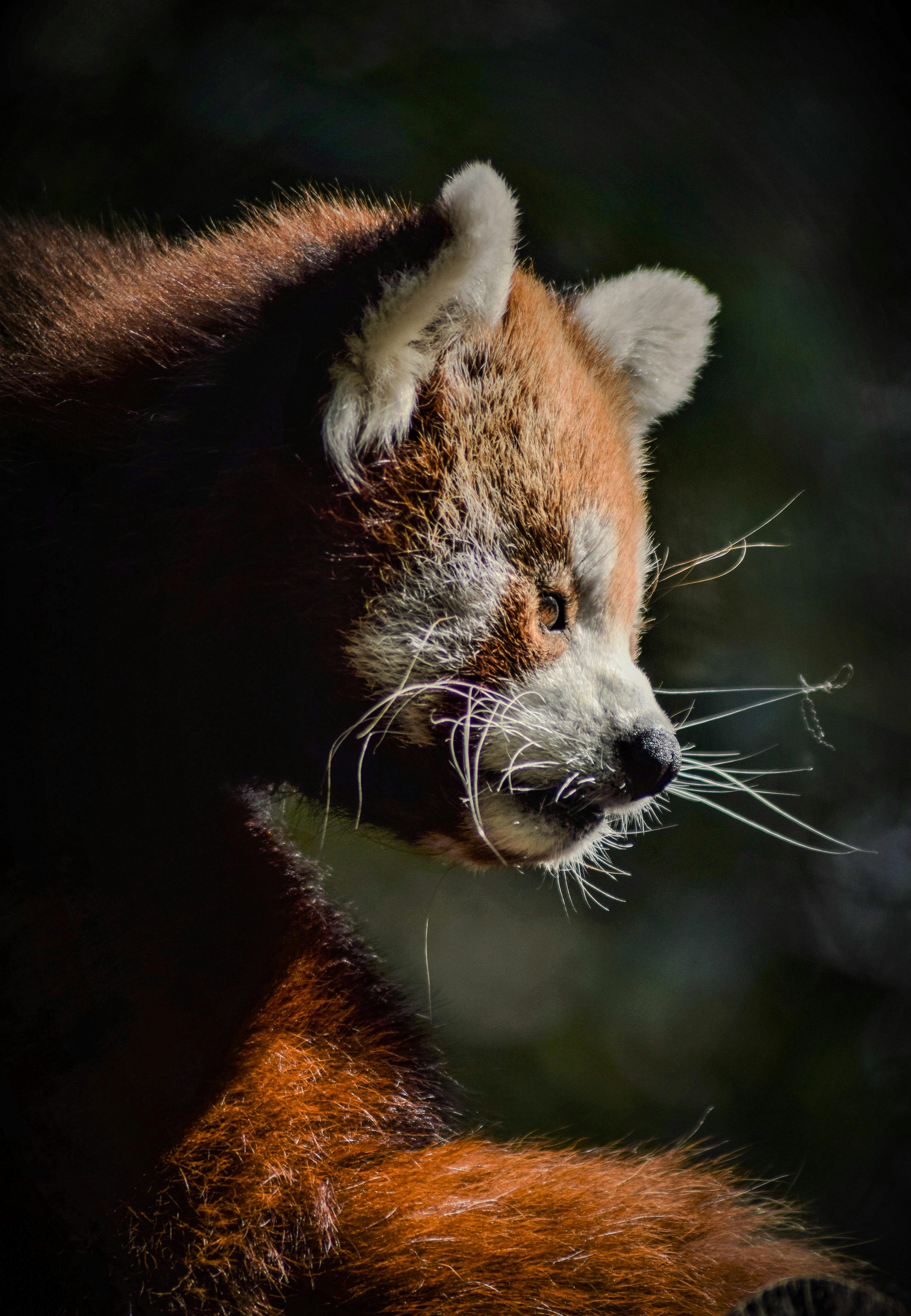 Selective Focus of Red Panda · Free Stock Photo