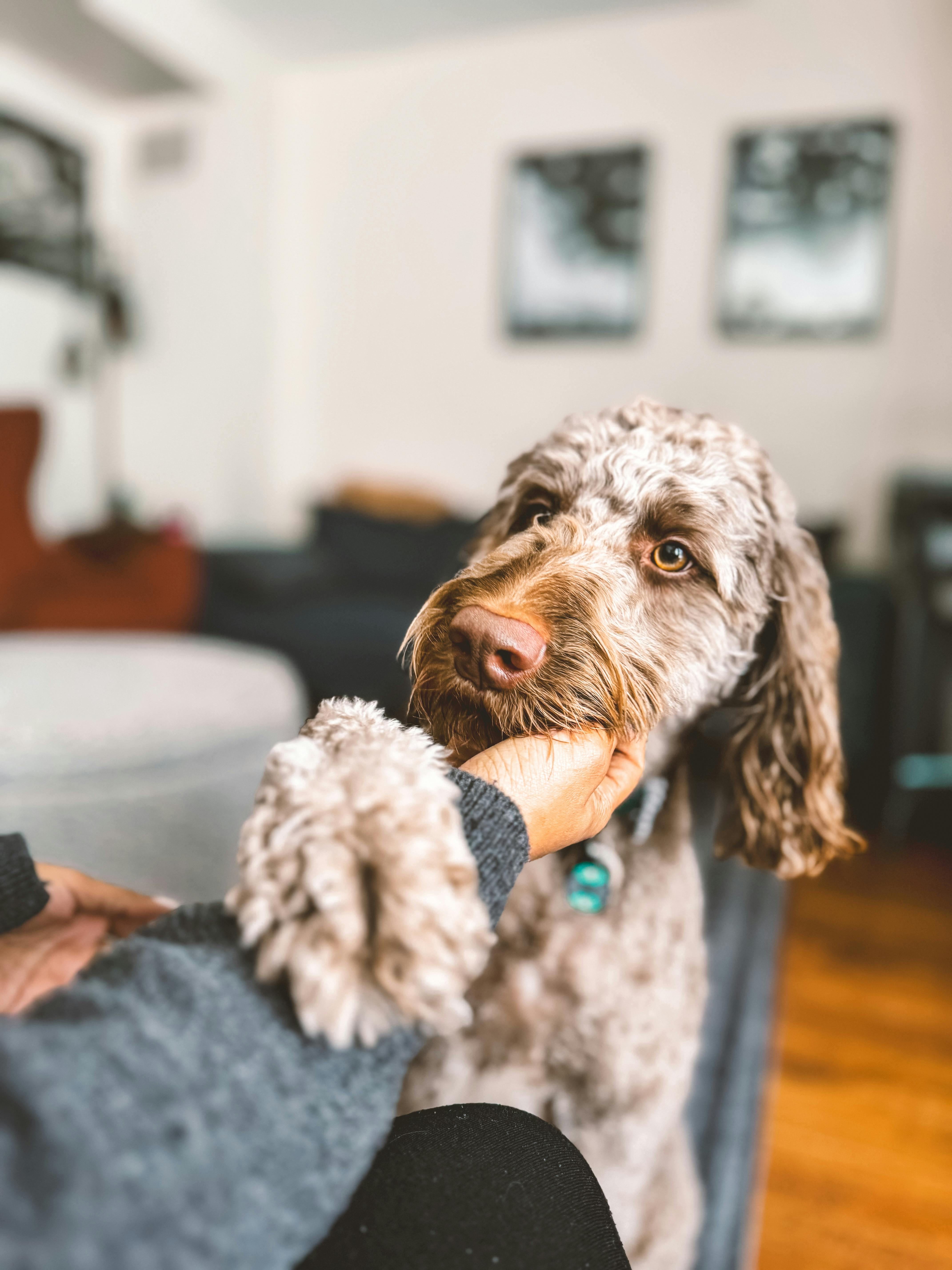 Person Patting Dog in House · Free Stock Photo