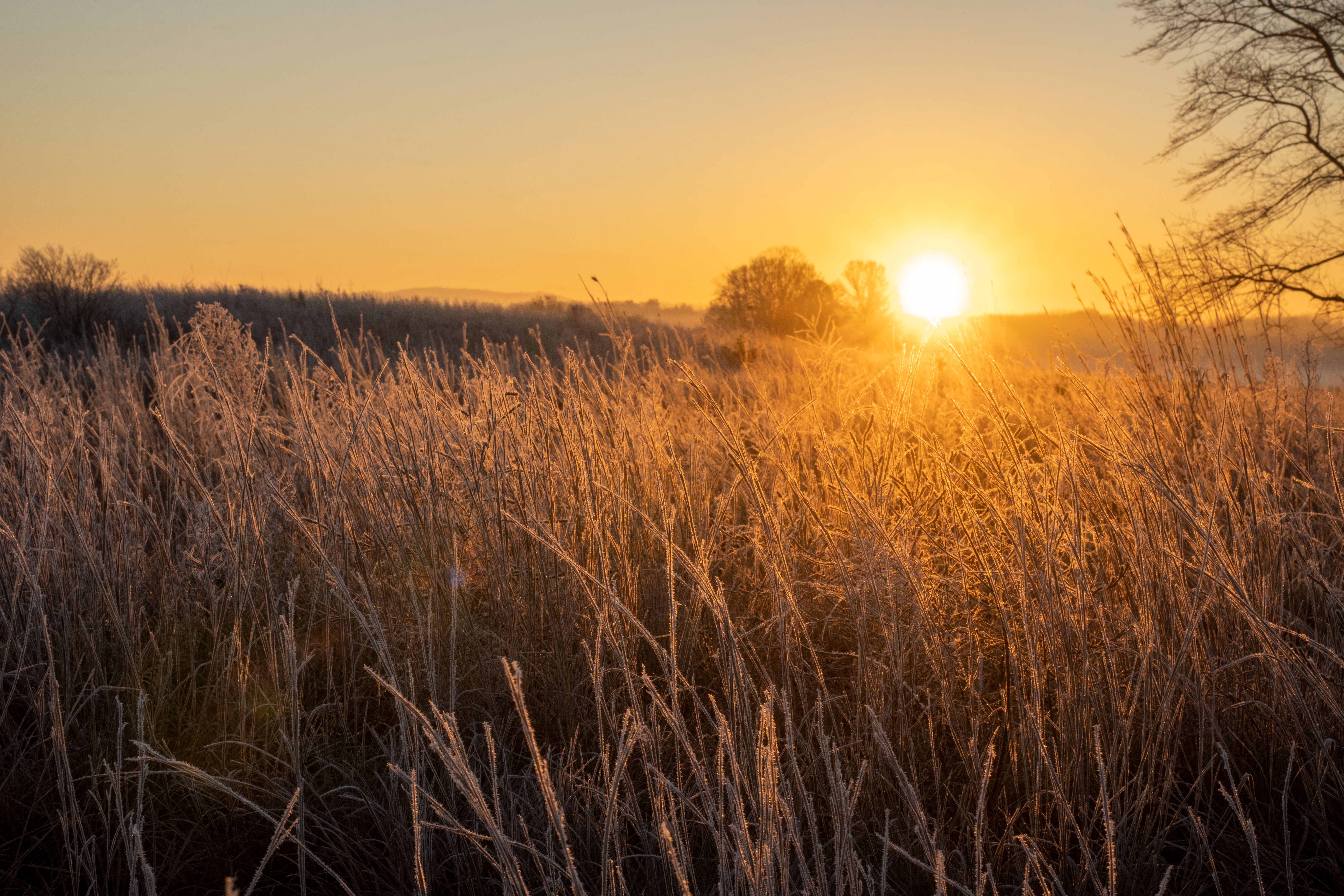 A sunrise over a field with tall grass · Free Stock Photo
