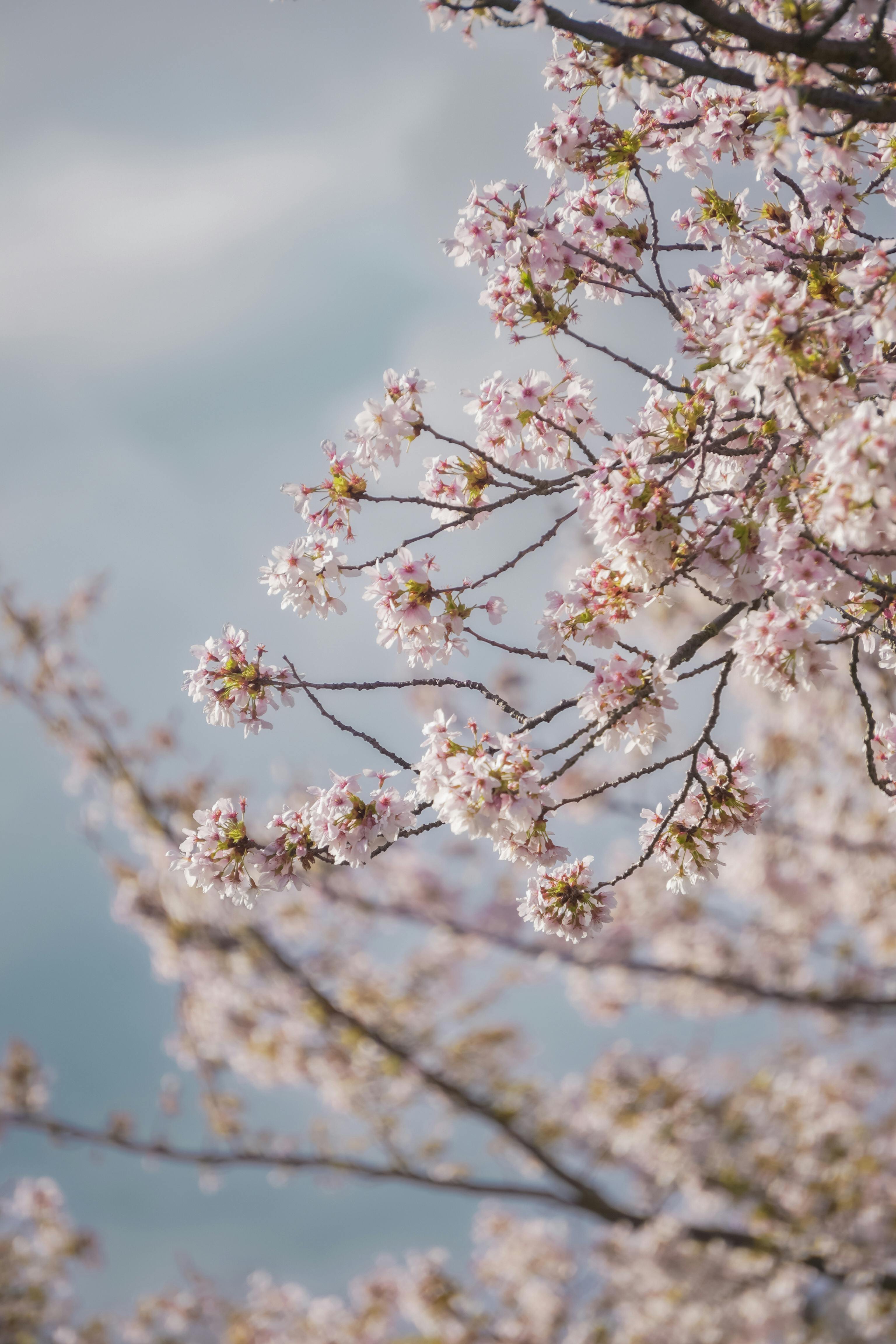 Pink Cherry Blossoms in Spring · Free Stock Photo