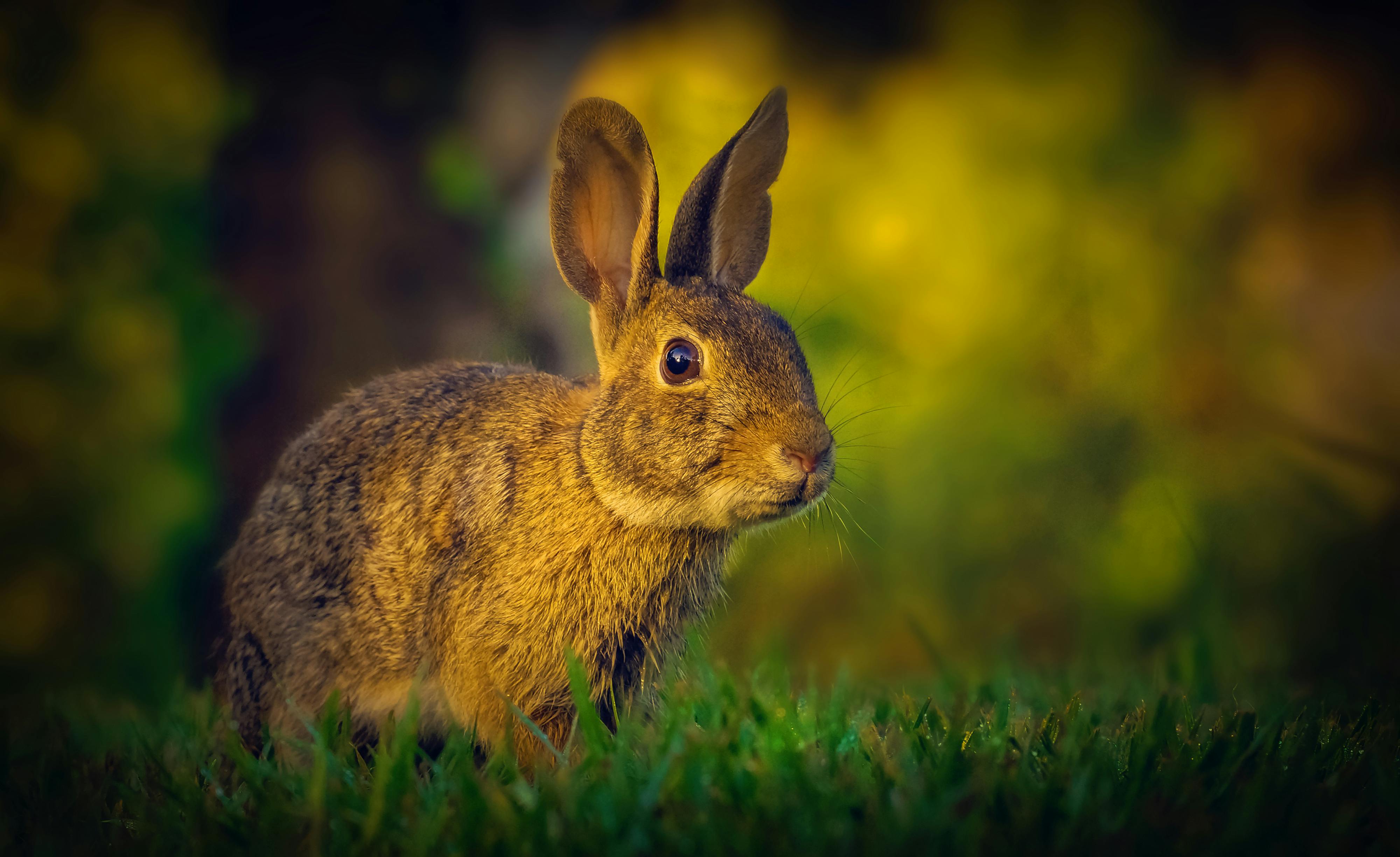 Rabbit in a Forest · Free Stock Photo