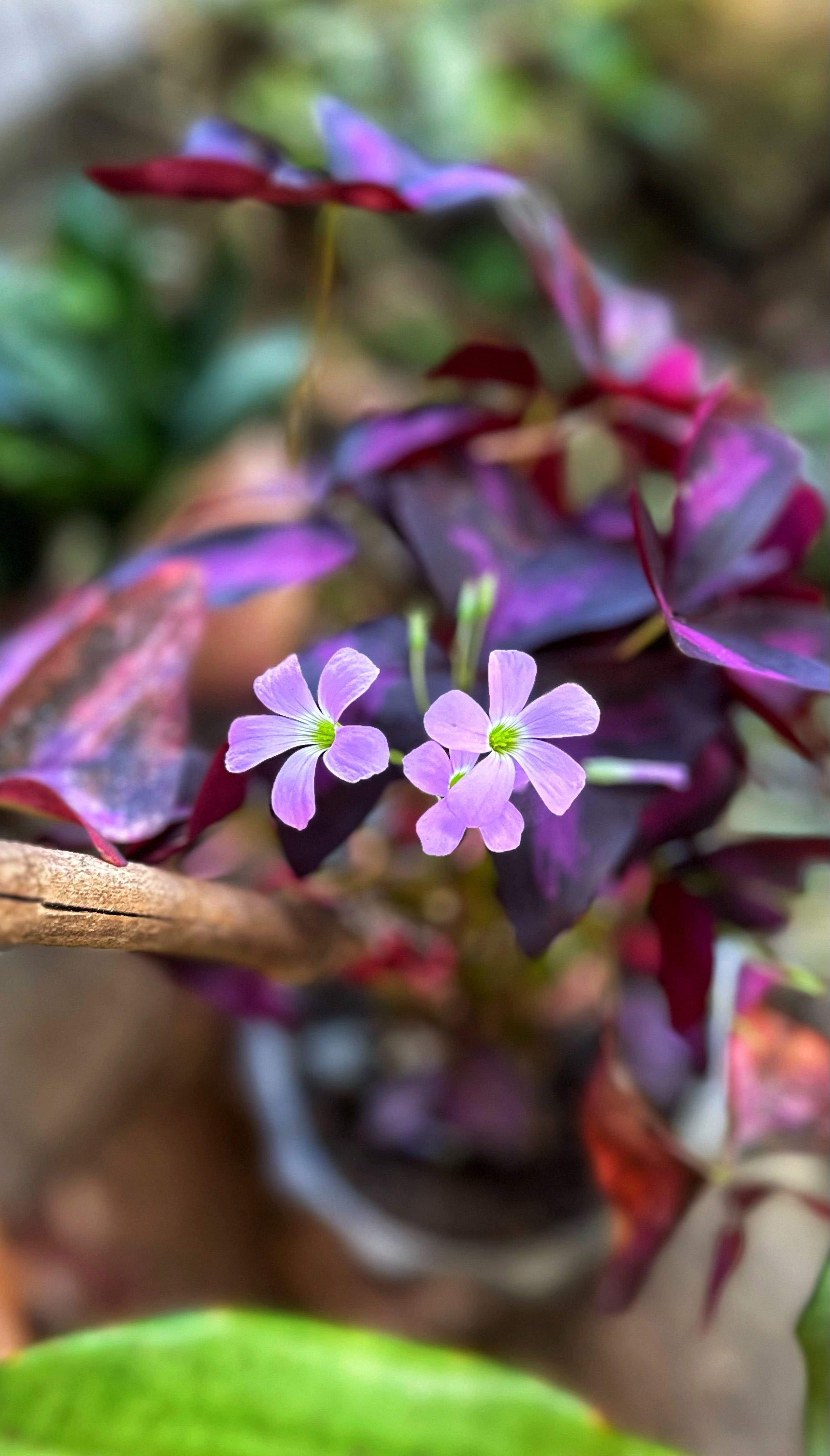 Top View of Purple Violets · Free Stock Photo