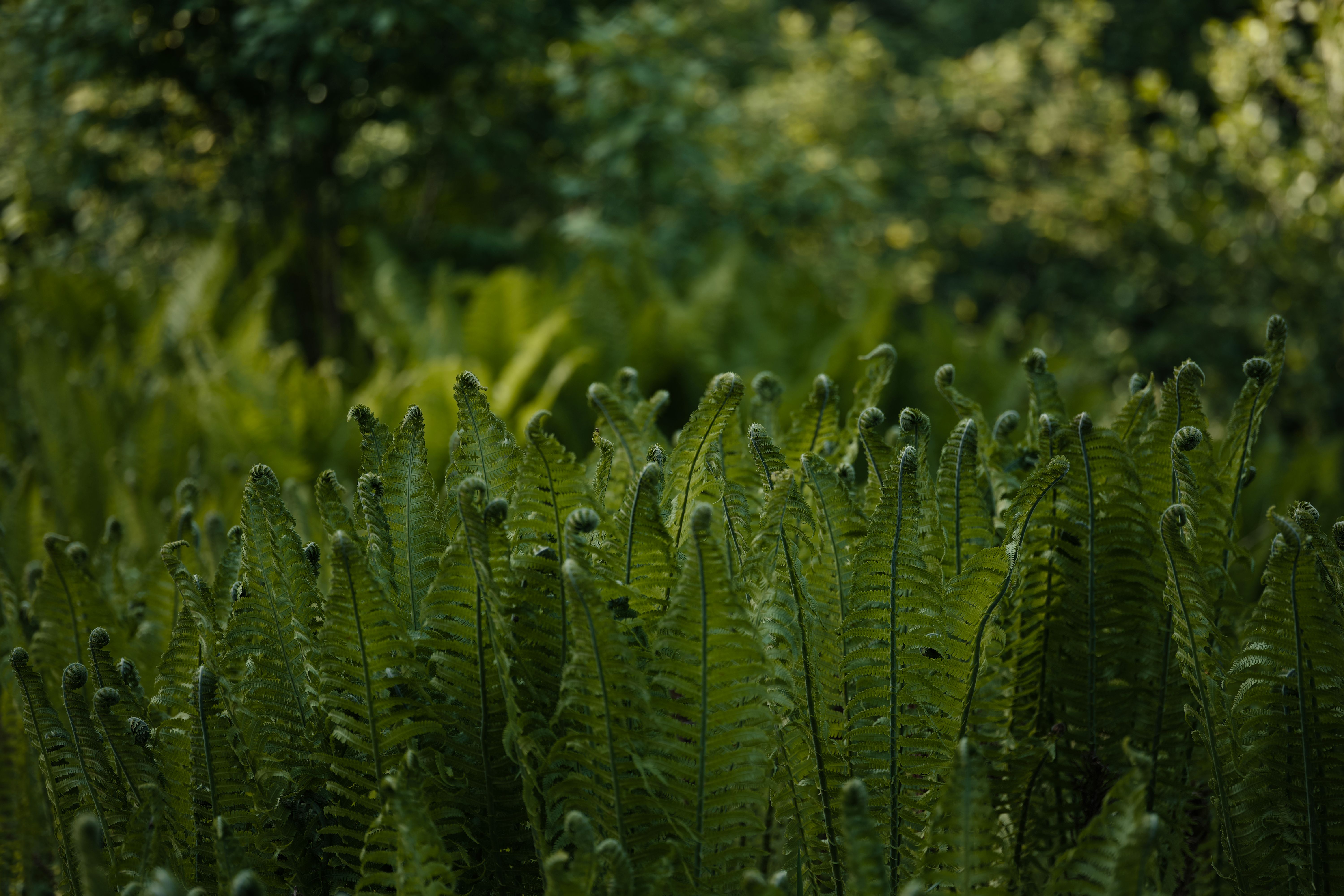 Fern Knot Photos, Download The BEST Free Fern Knot Stock Photos & HD Images