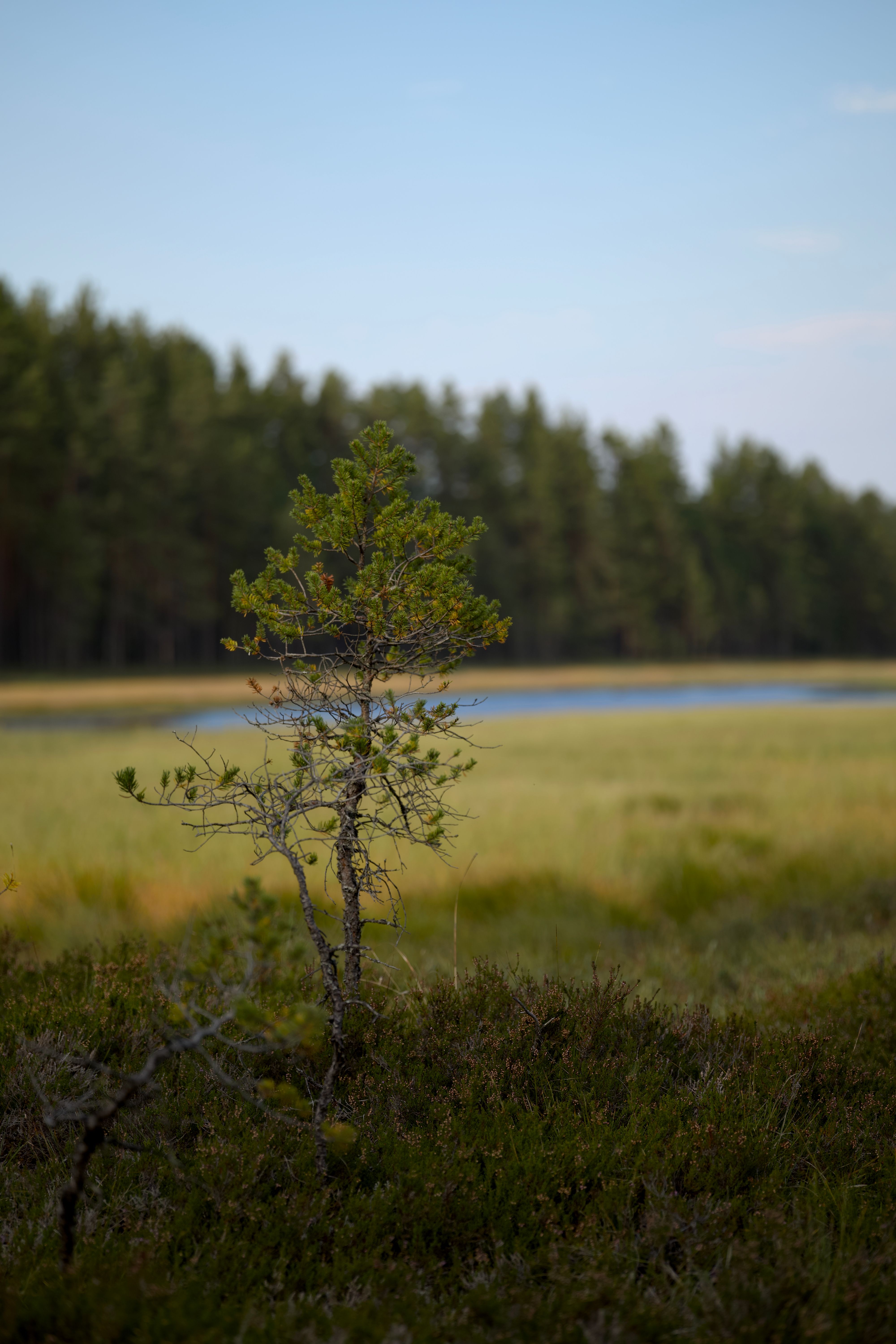 Landscape with a Small Tree Growing in the Foreground · Free Stock Photo