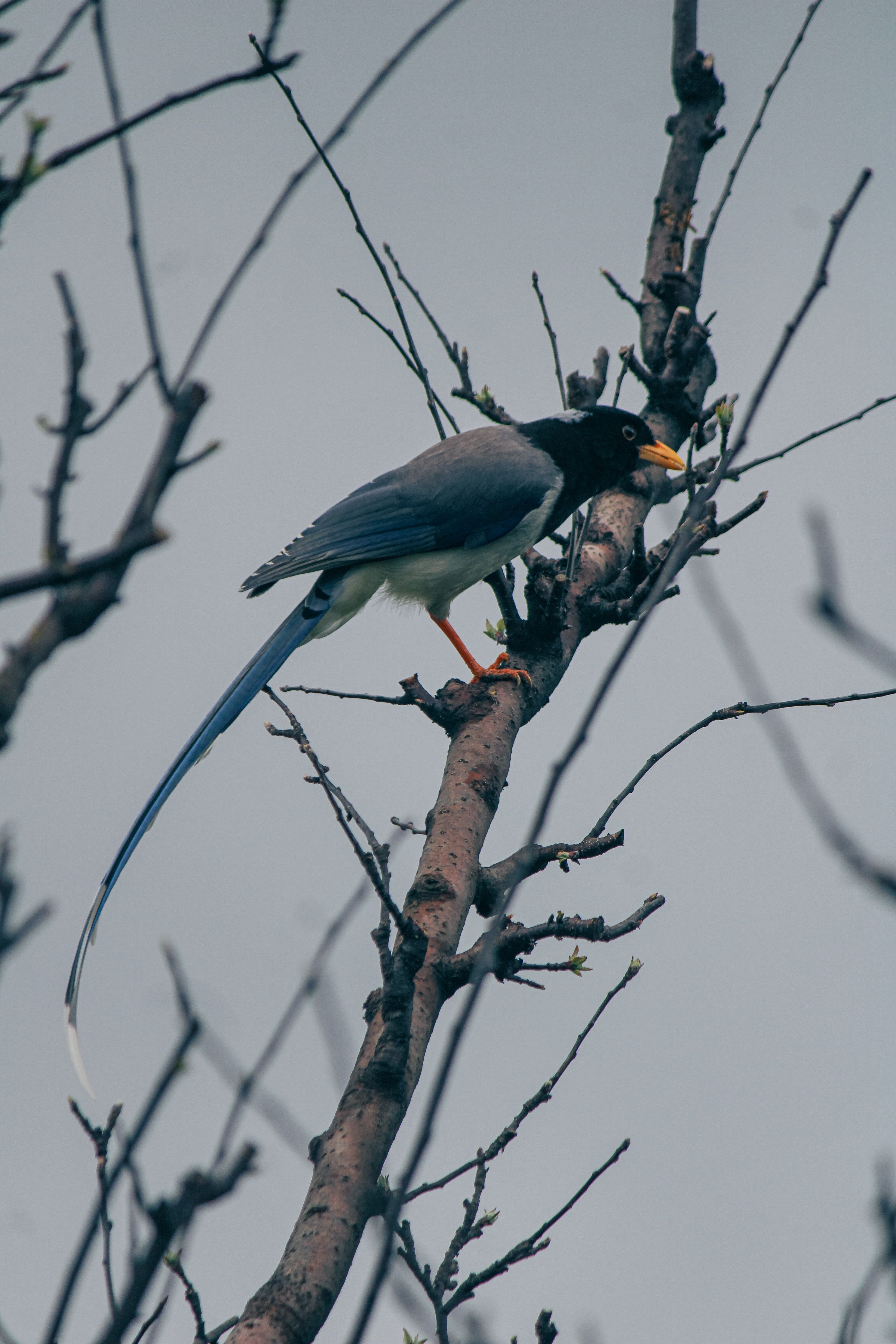 Blue Magpie Perching on a Branch · Free Stock Photo