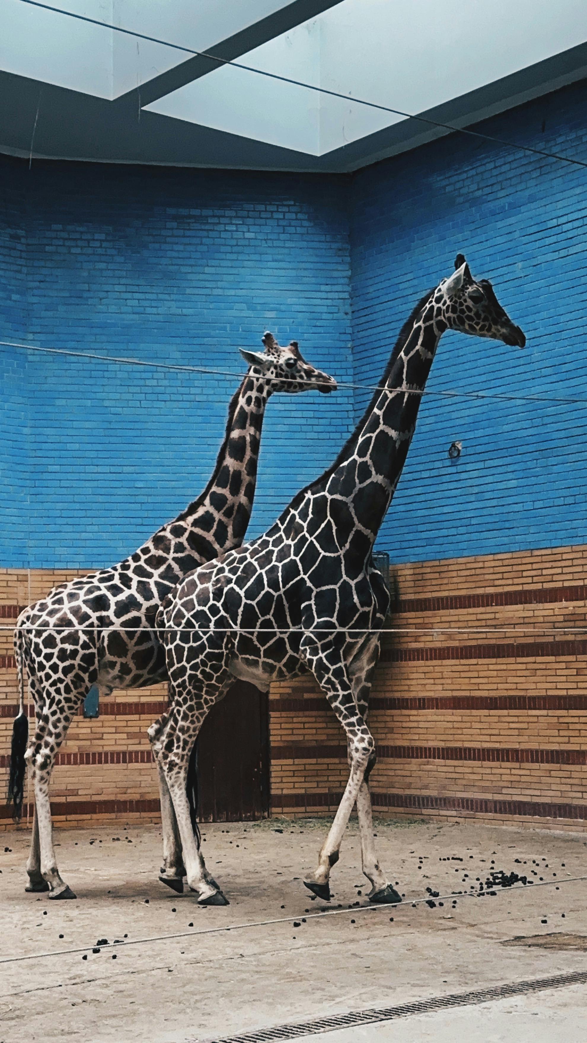 Two Giraffes Standing Inside a Building in a Zoo · Free Stock Photo