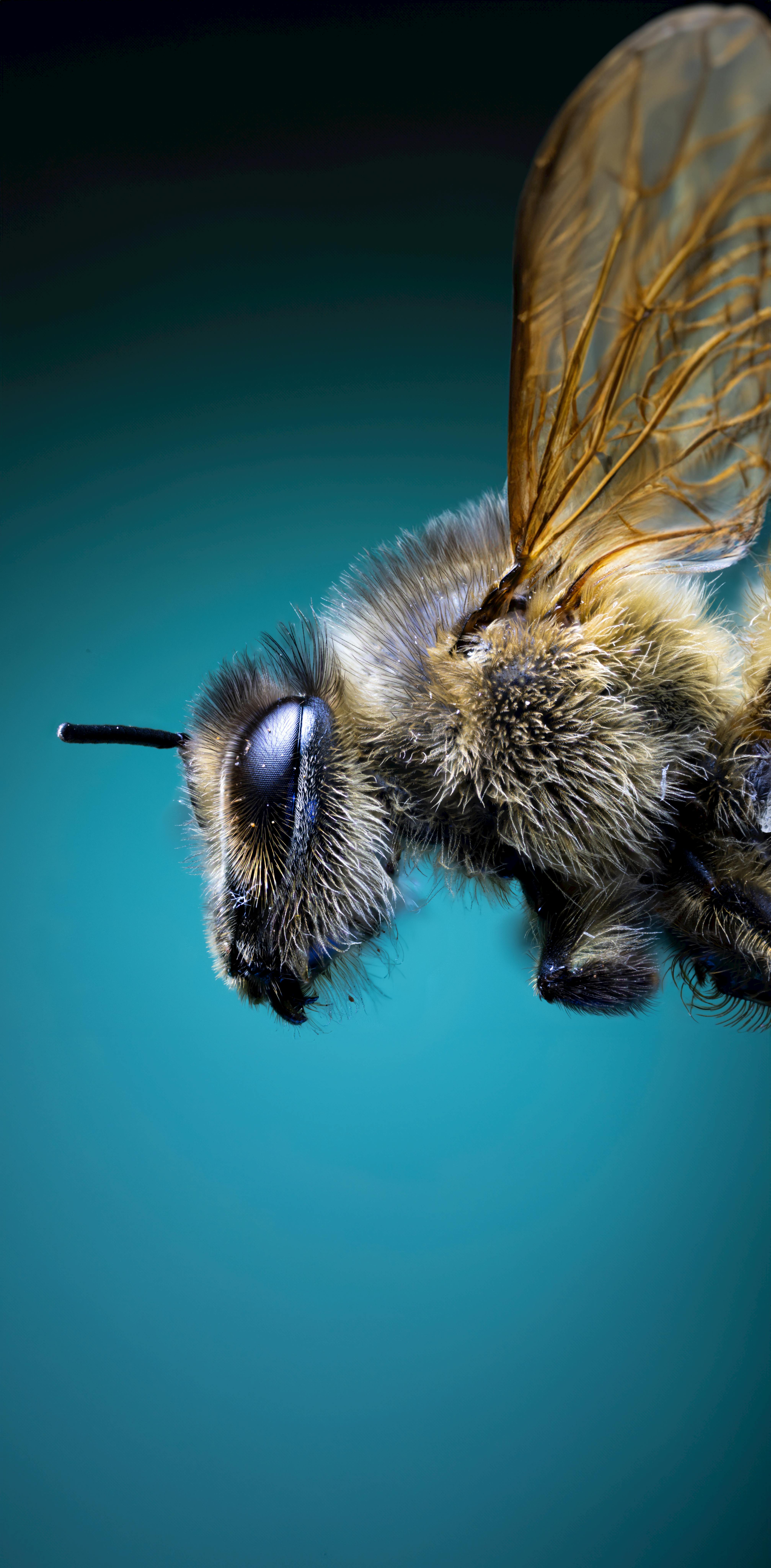 Honey Bee Fly Photos, Download The BEST Free Honey Bee Fly Stock Photos ...