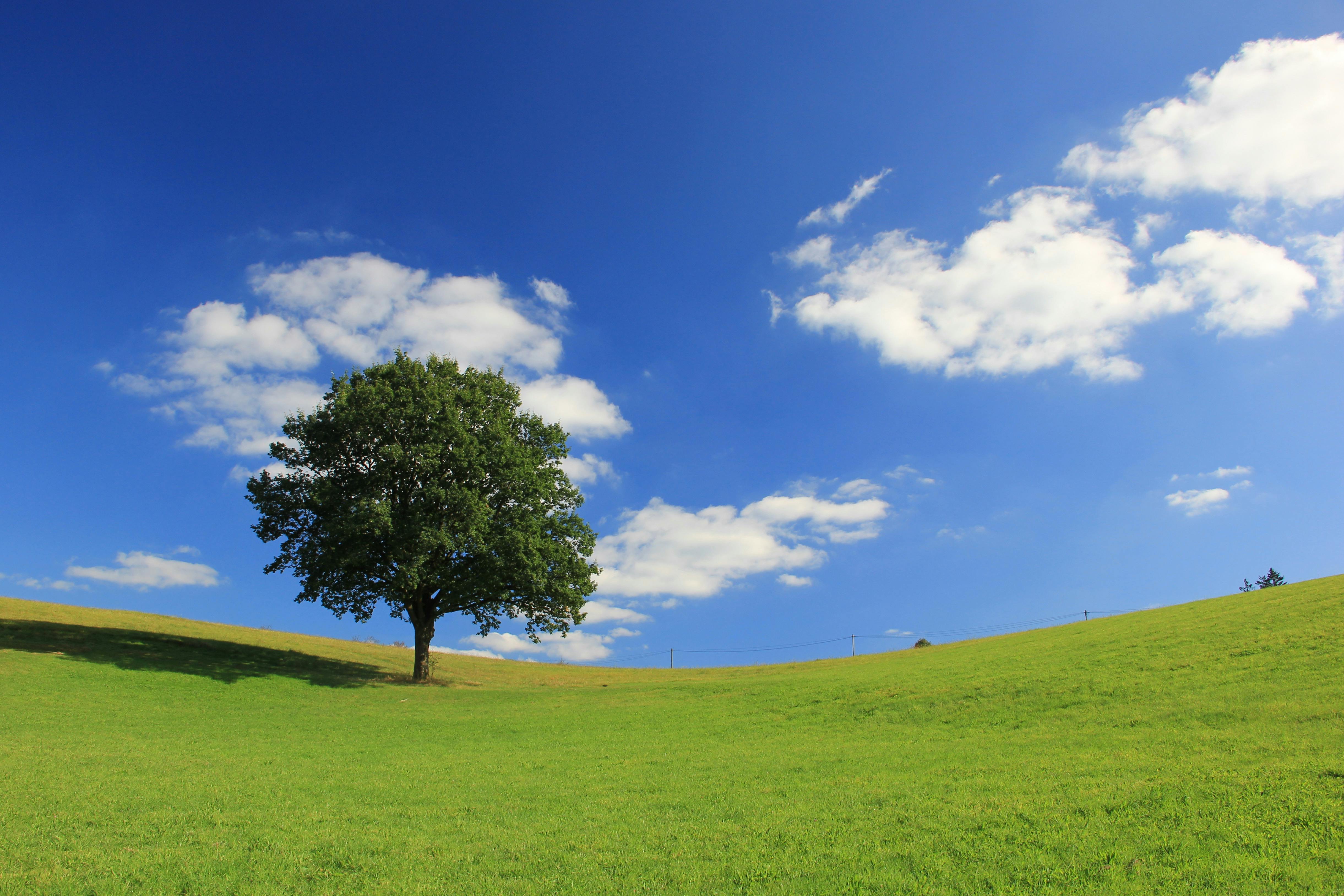 Single Tree on Green Grassland · Free Stock Photo