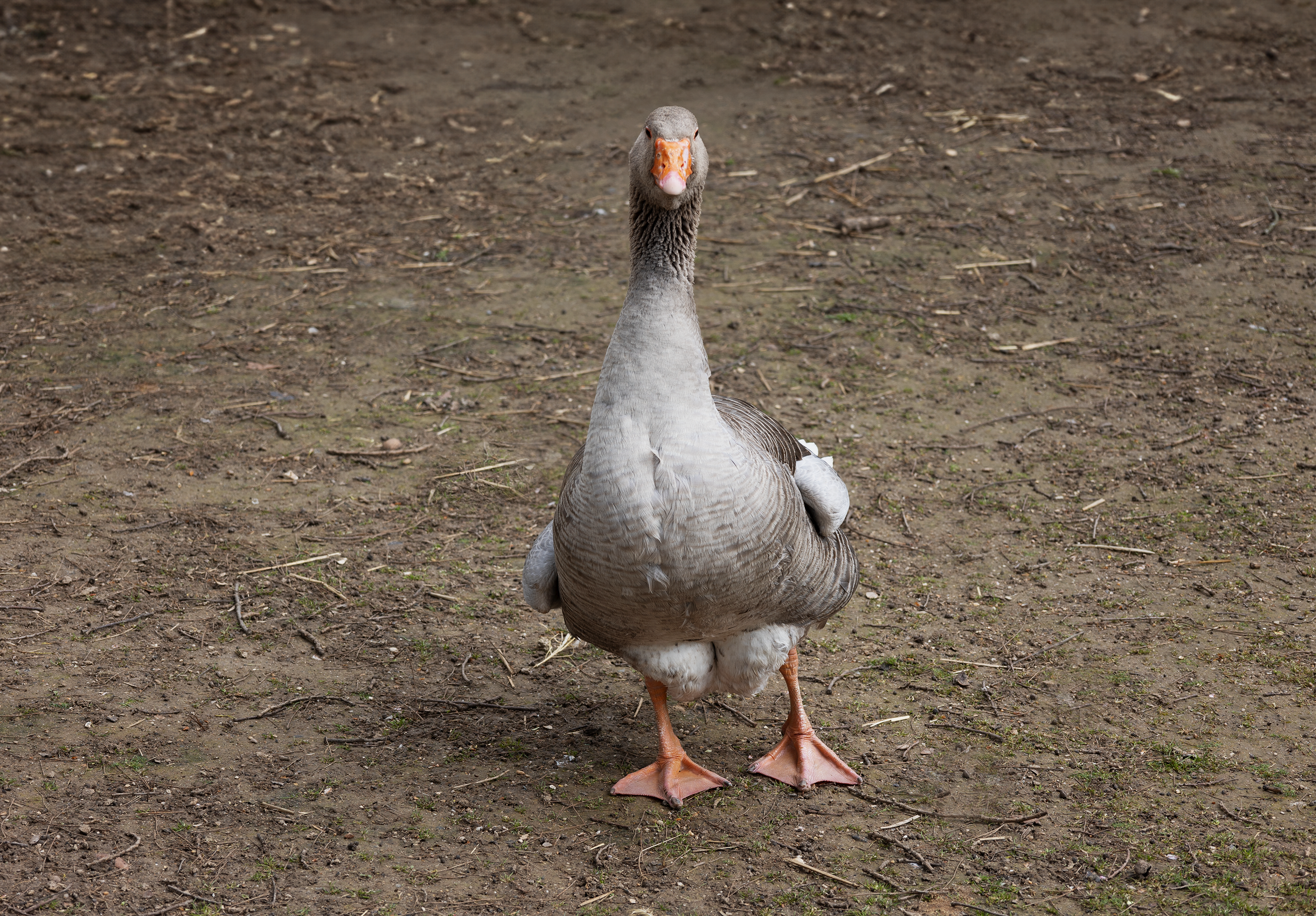 Goose · Free Stock Photo