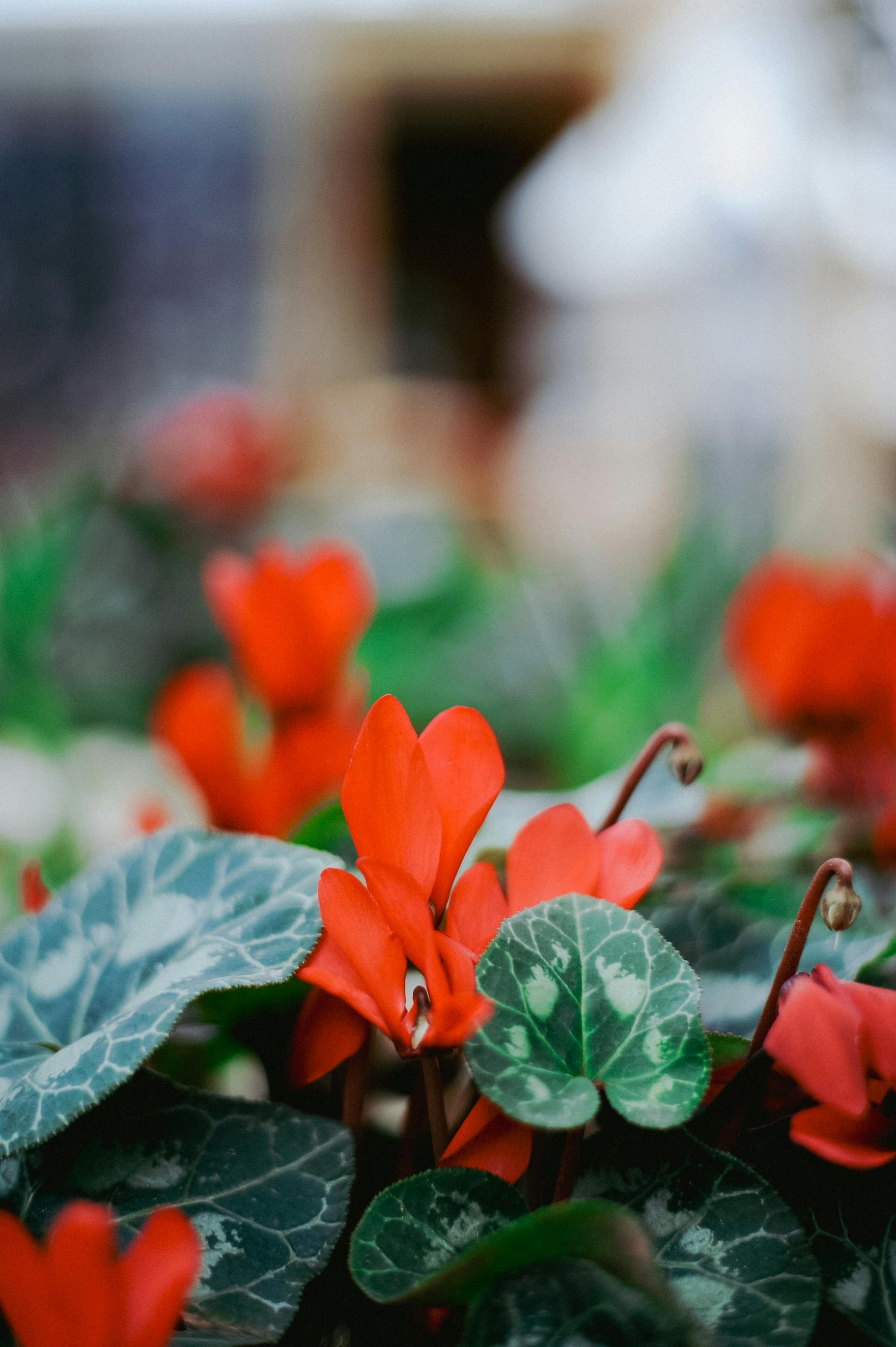 Color: Red Photos, Download The BEST Free Color: Red Stock Photos & HD ...