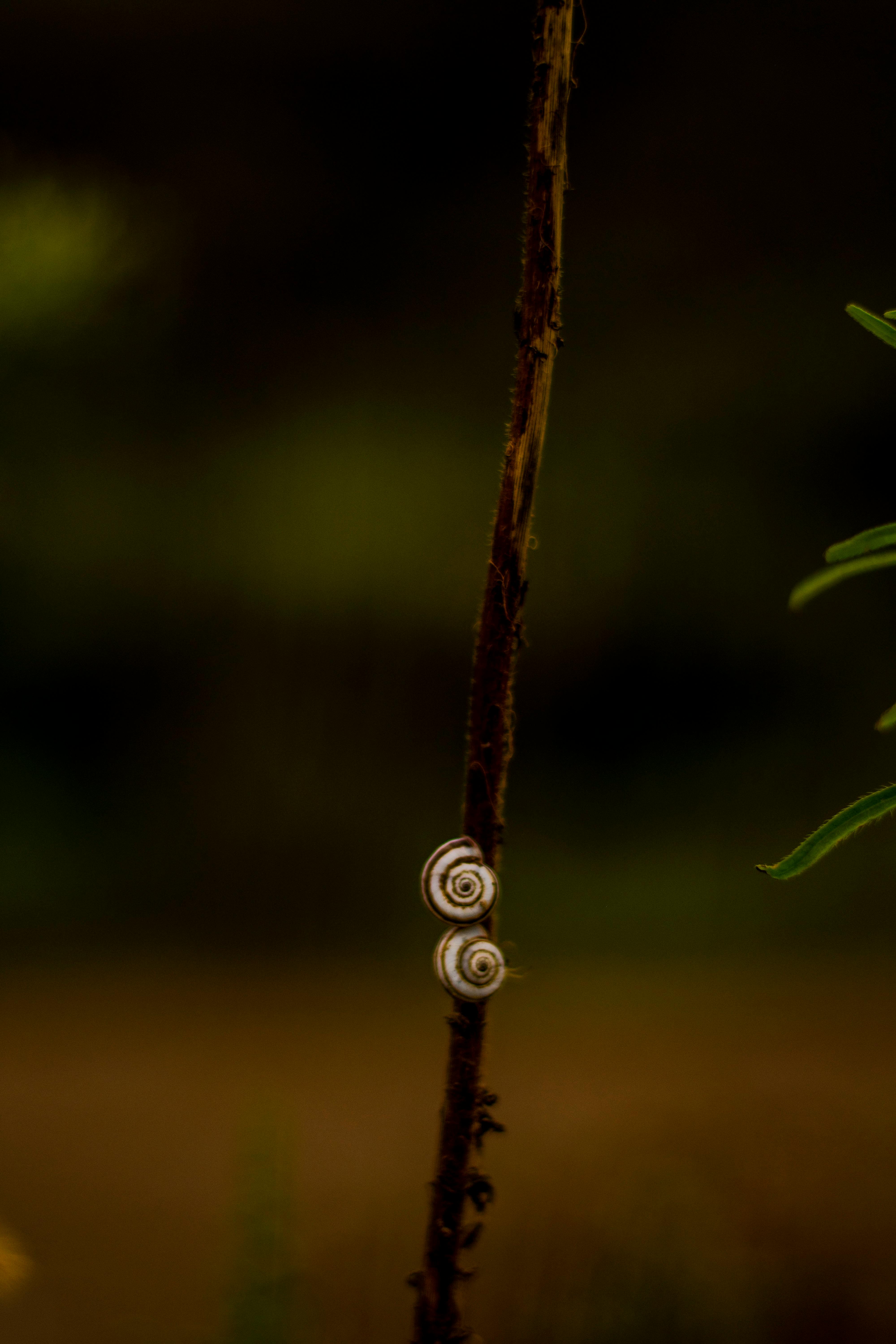 Snails Stuck to a Stick · Free Stock Photo