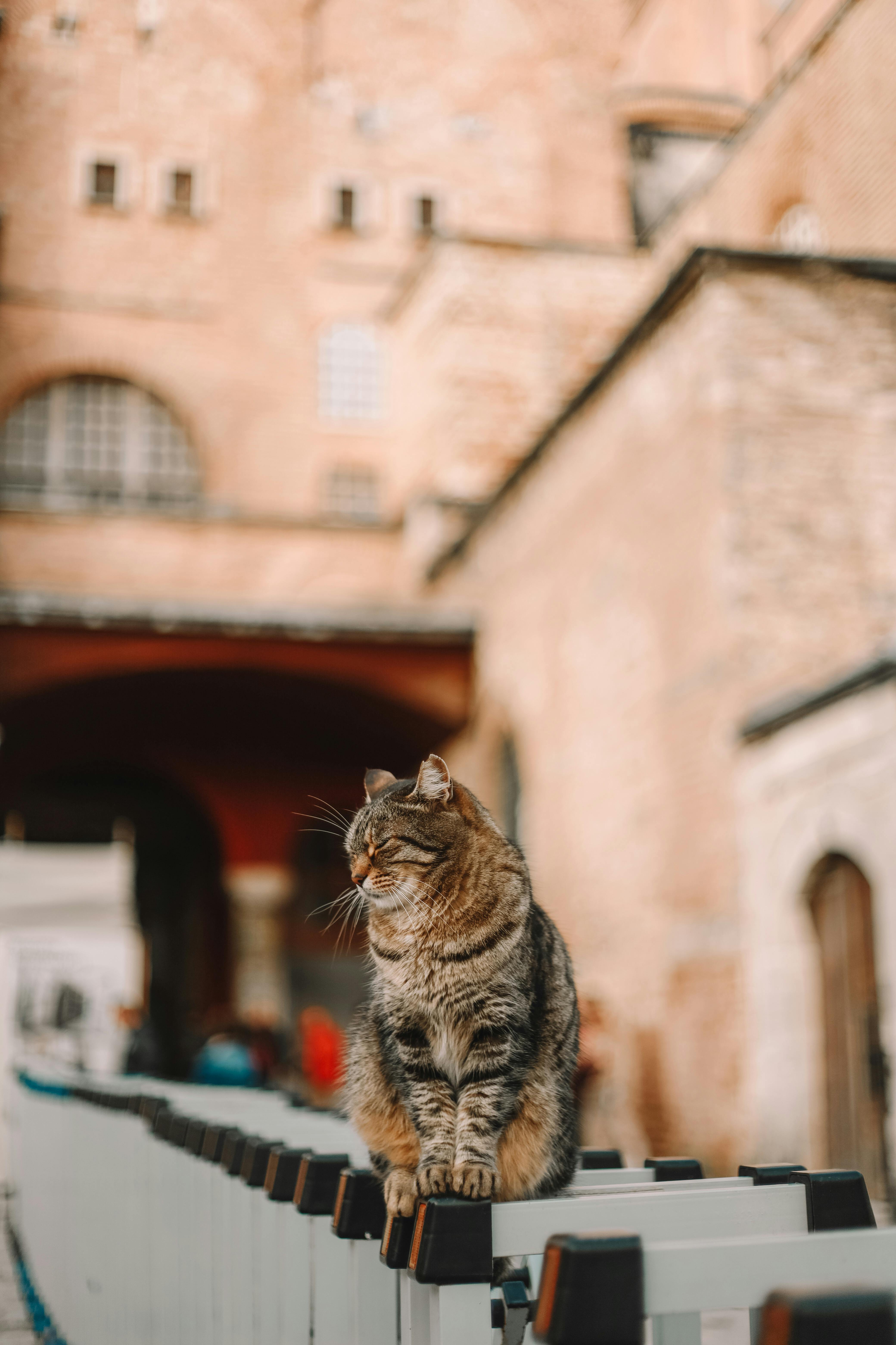 Cat Square Photos, Download The BEST Free Cat Square Stock Photos & HD ...
