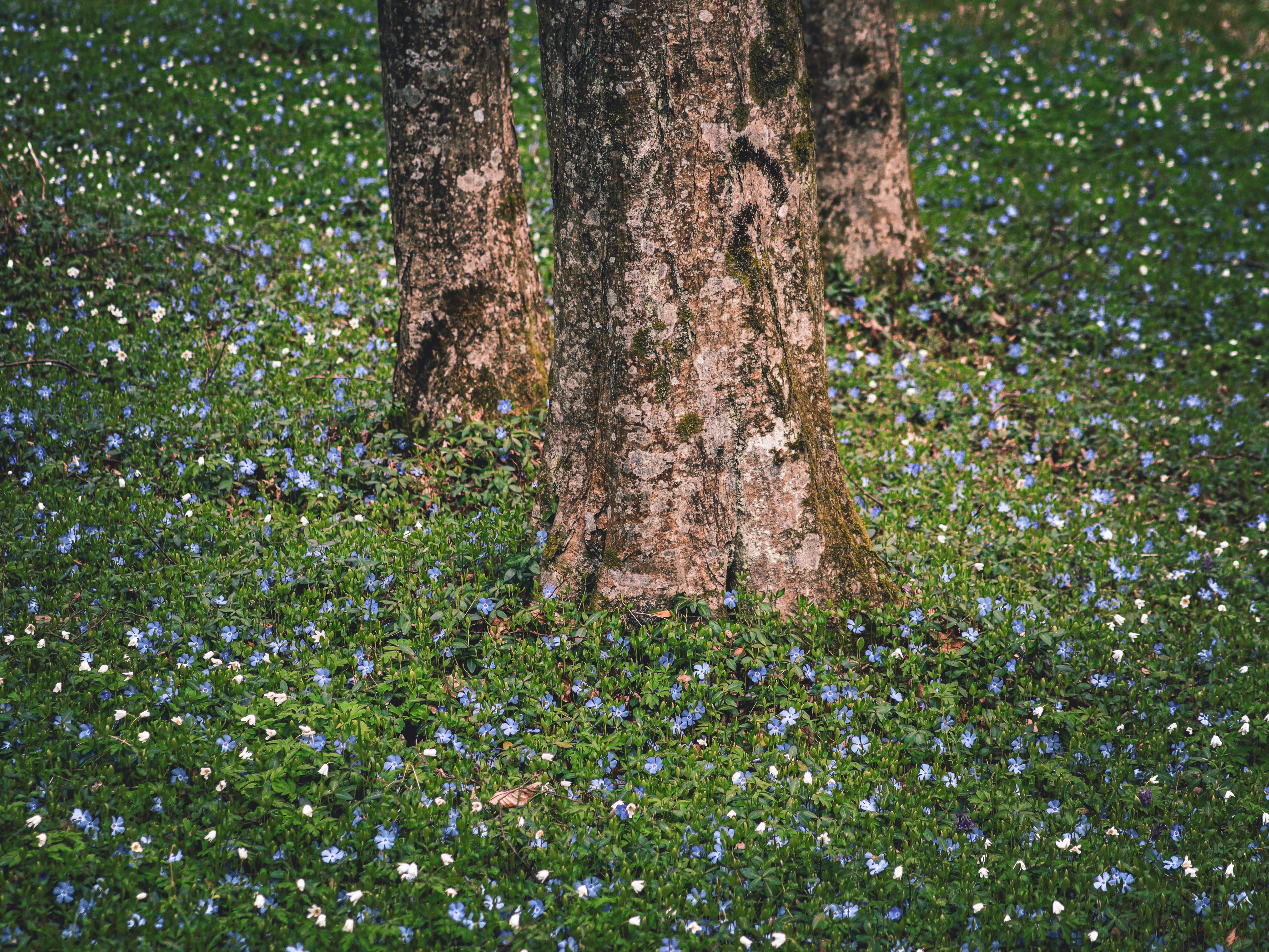 Flowers around Trees · Free Stock Photo