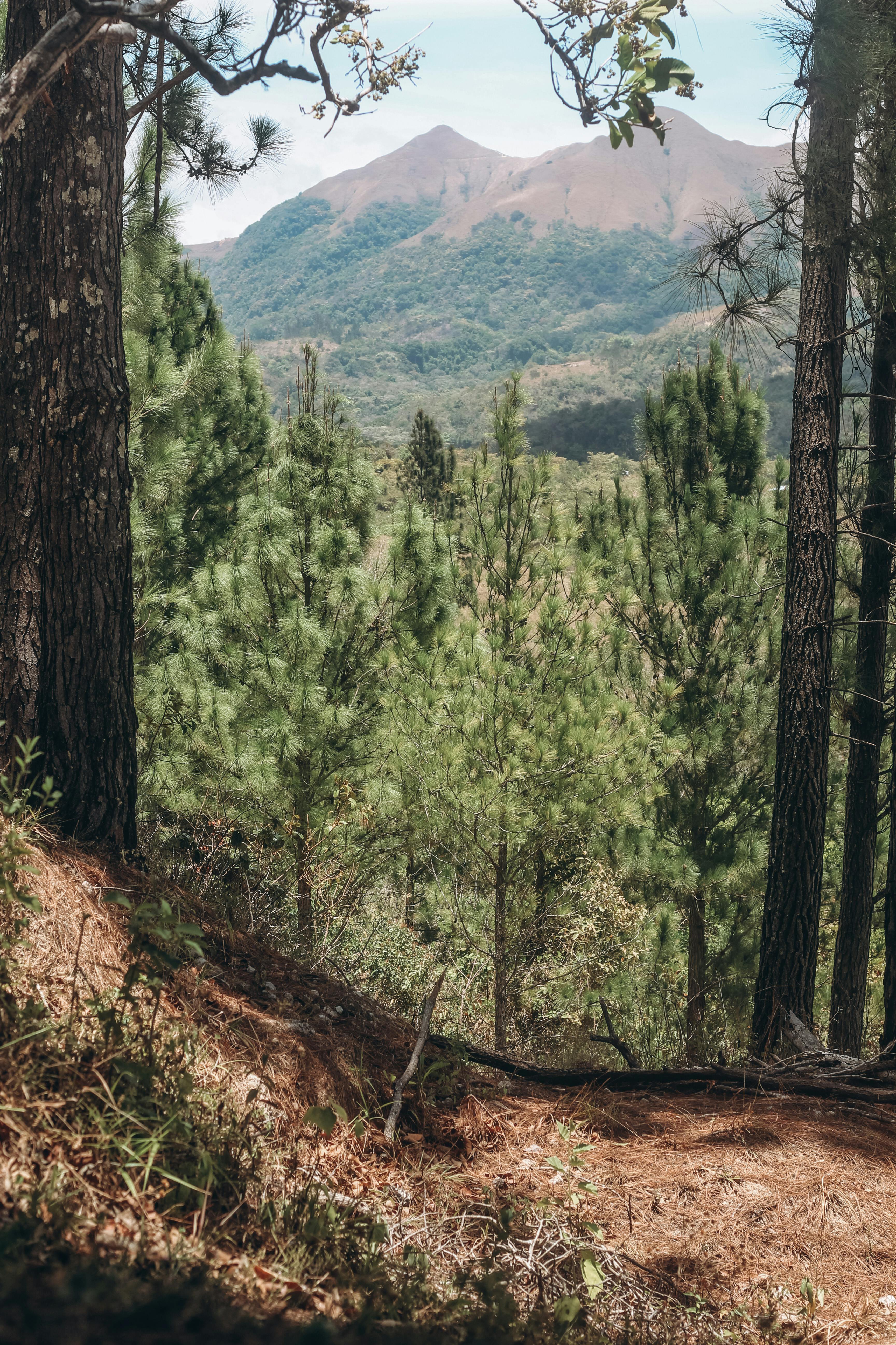 Deep, Evergreen Forest and Mountains behind · Free Stock Photo