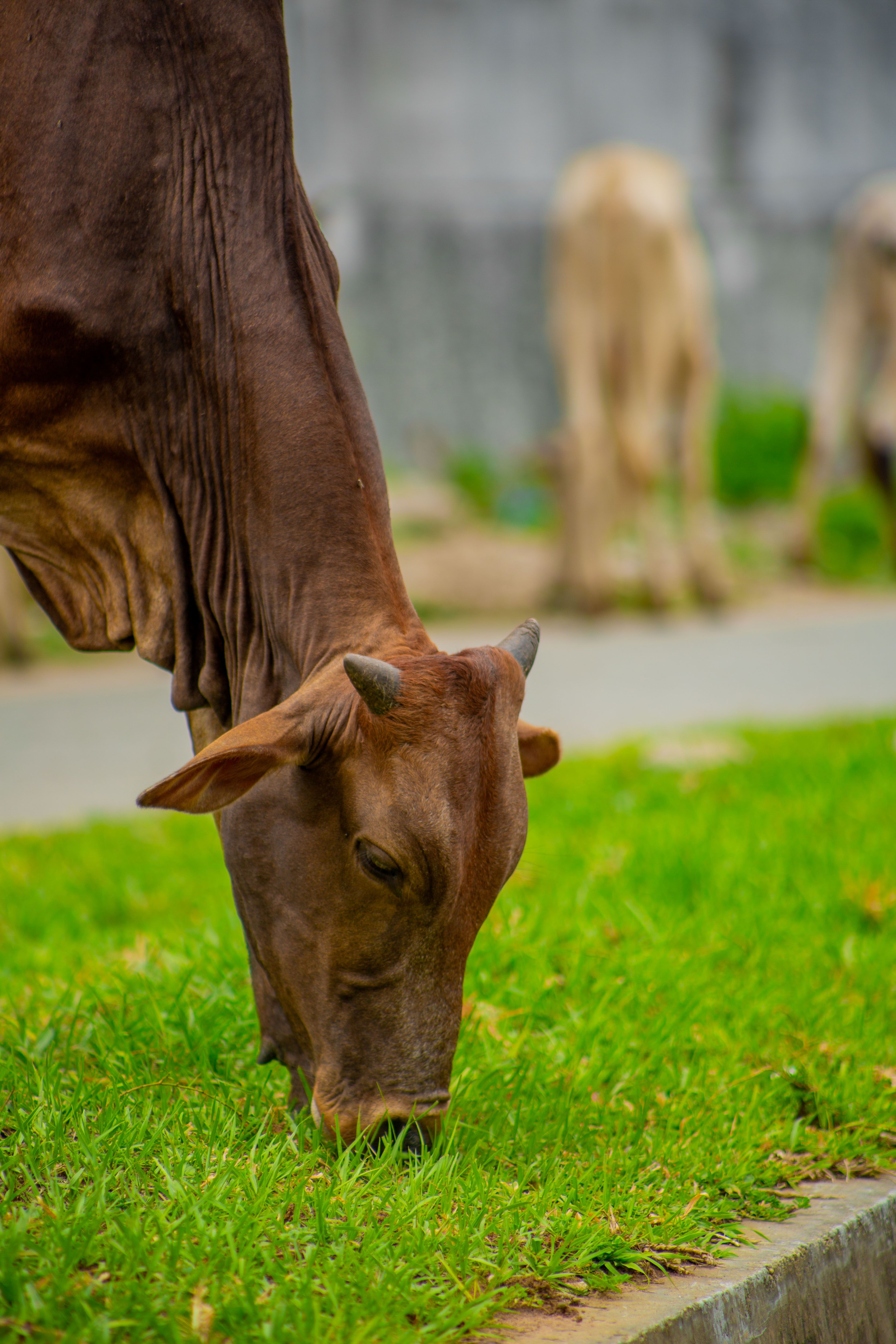 Cow Feeding on Grass · Free Stock Photo