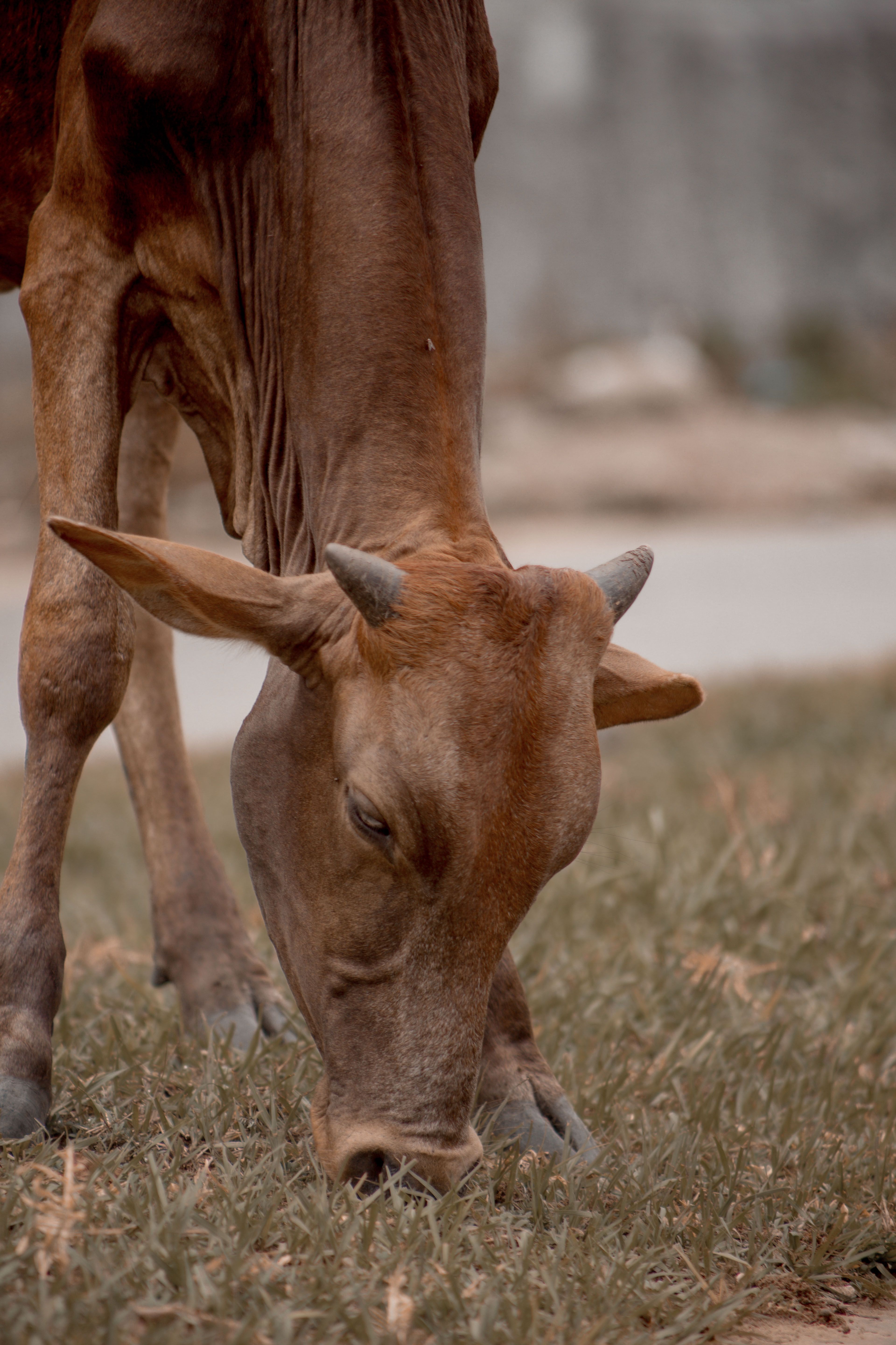 Head of Feeding Cow on Grass · Free Stock Photo