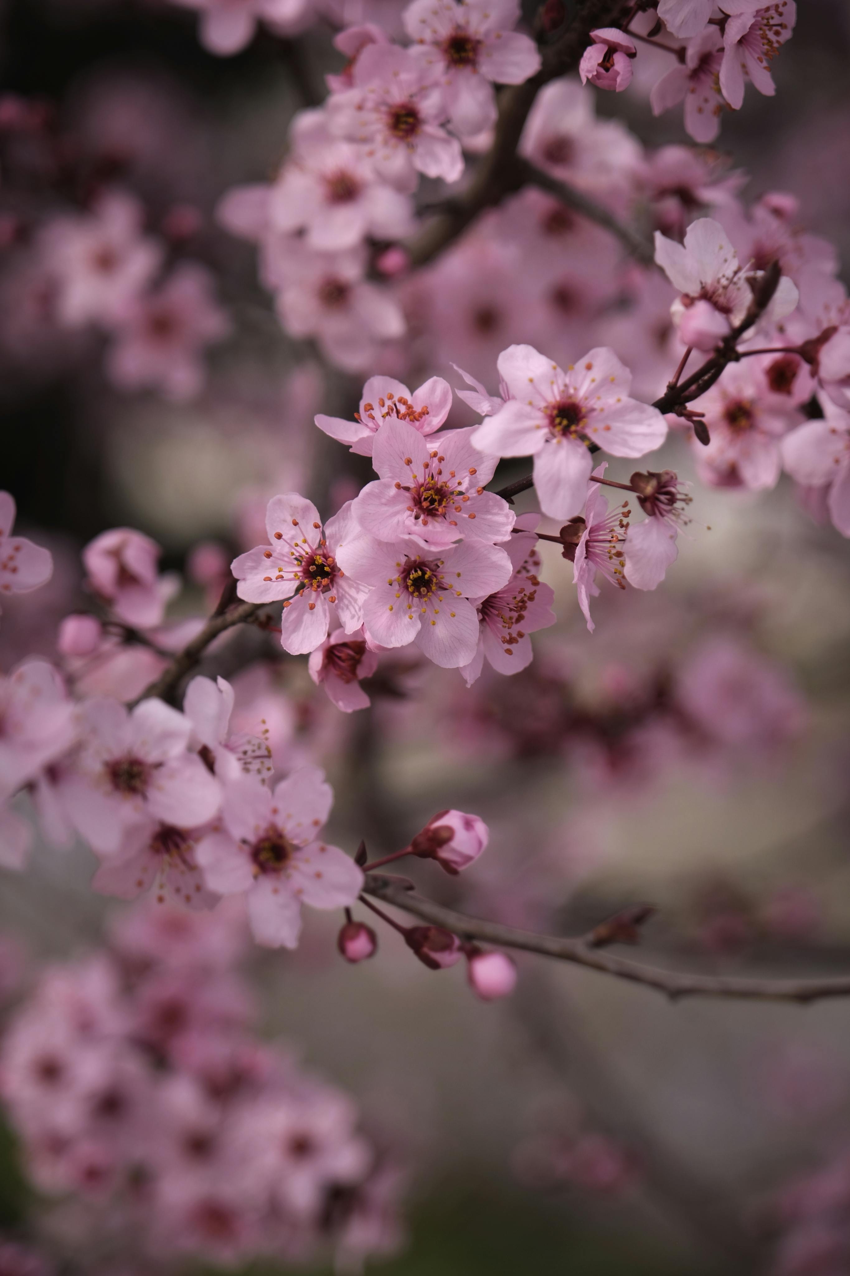 Cherry Blossoms Above A Stream In Tsuzuki Ward, Yokohama, Japan Photos ...