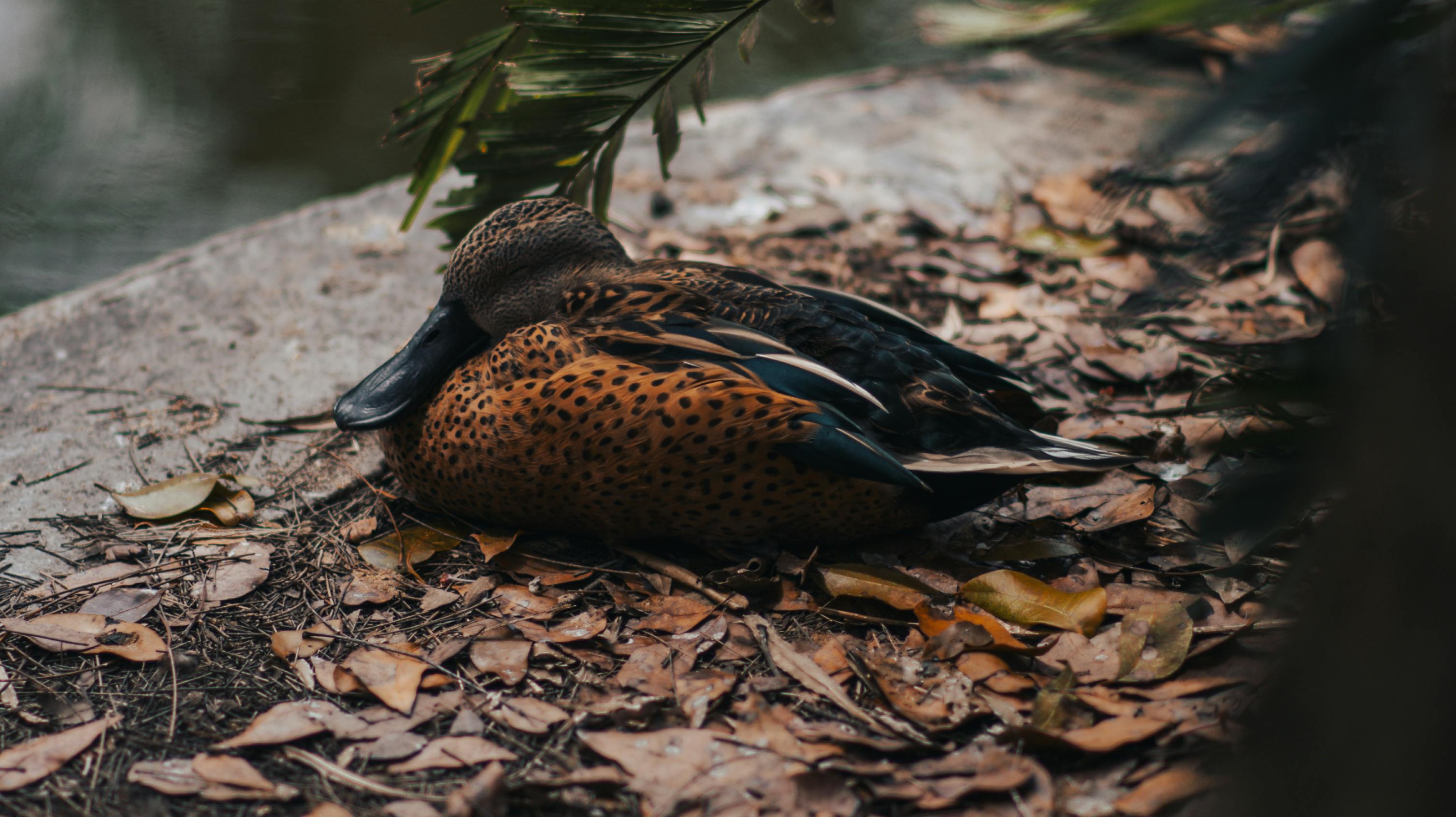 Close-up of a Red Shoveler Drake Sleeping near a Pond · Free Stock Photo