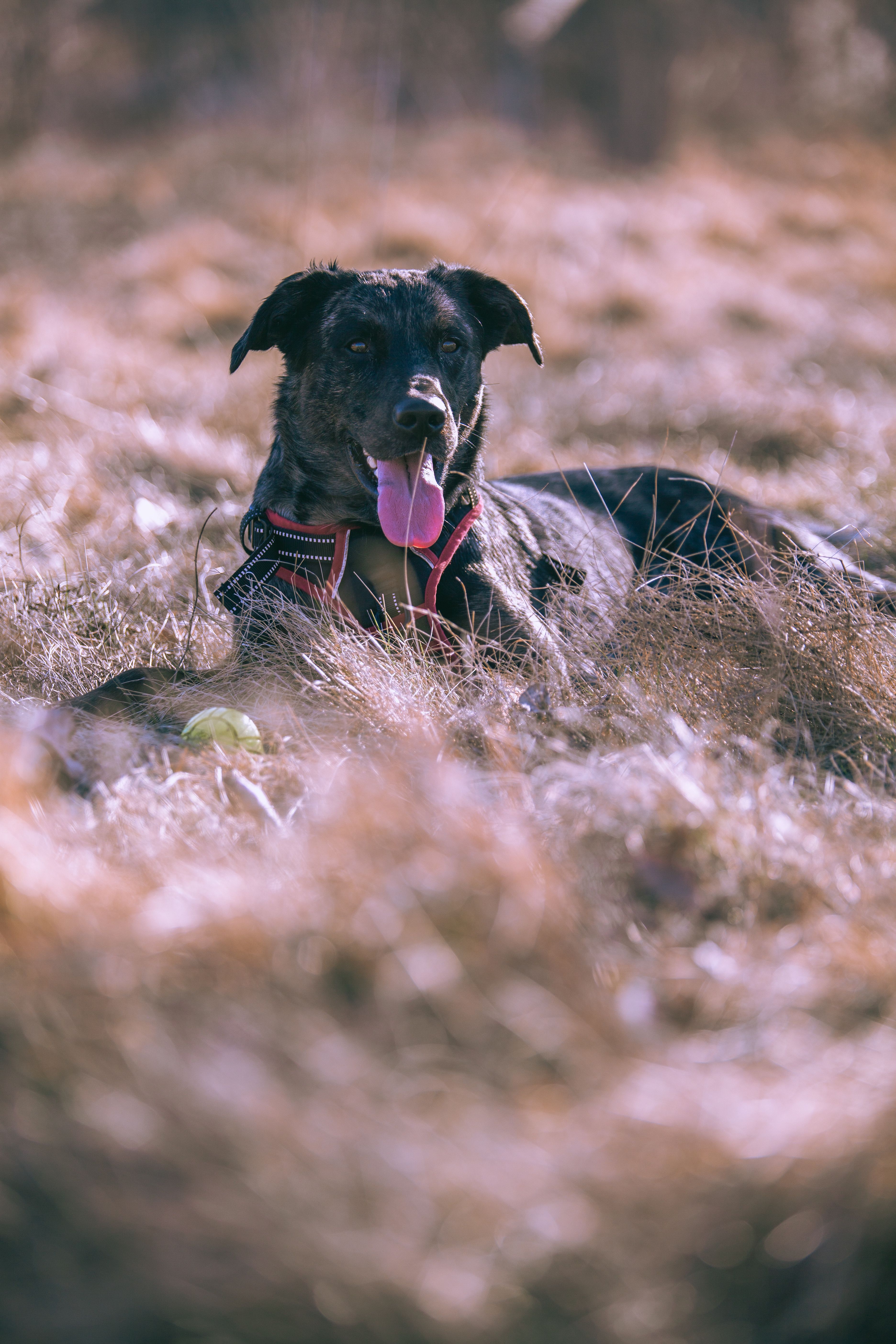 Photo of jessie, a black labrador retriever mix in portland, oregon ...