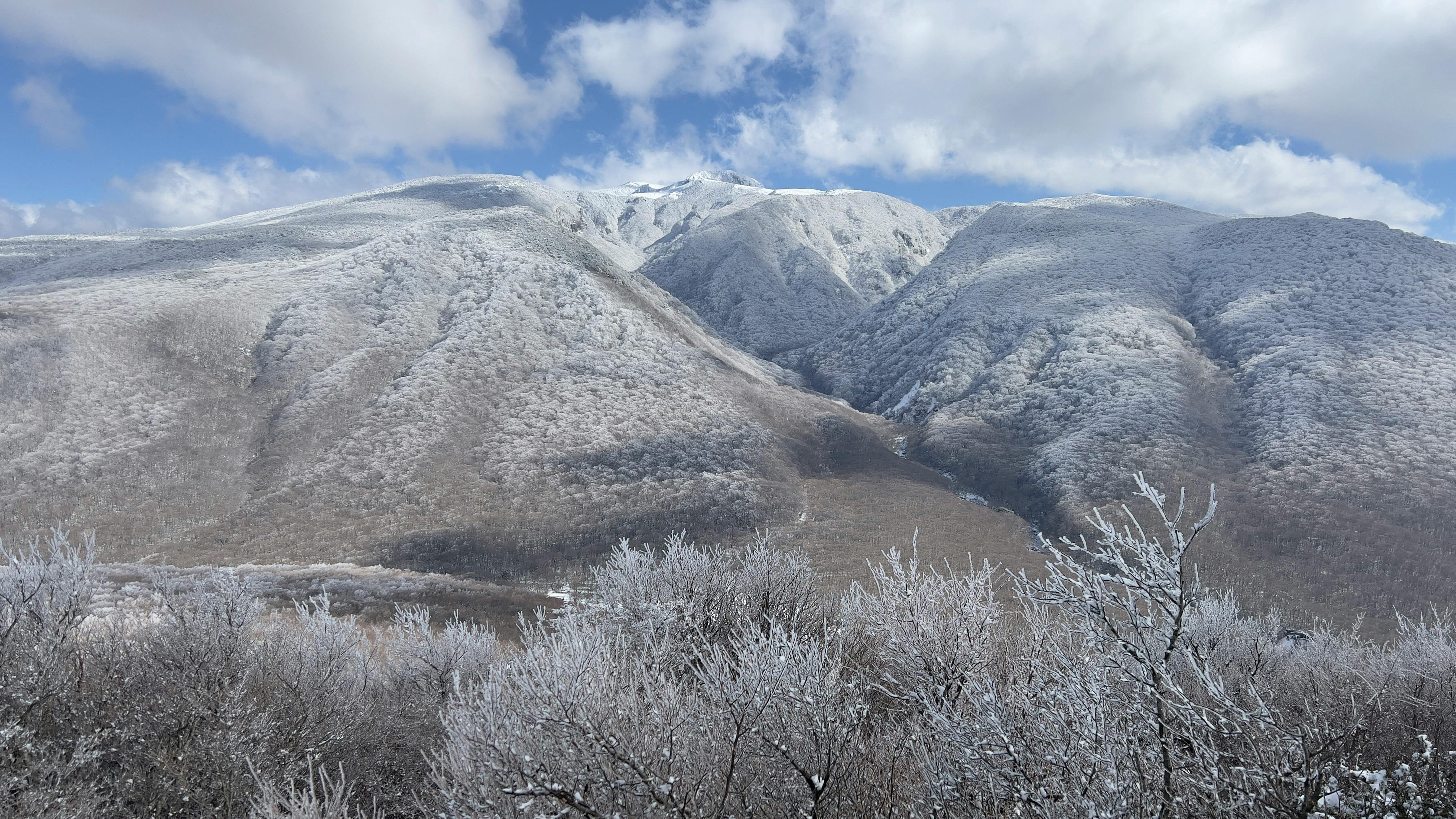 Snow on Hills and Trees in Forest · Free Stock Photo