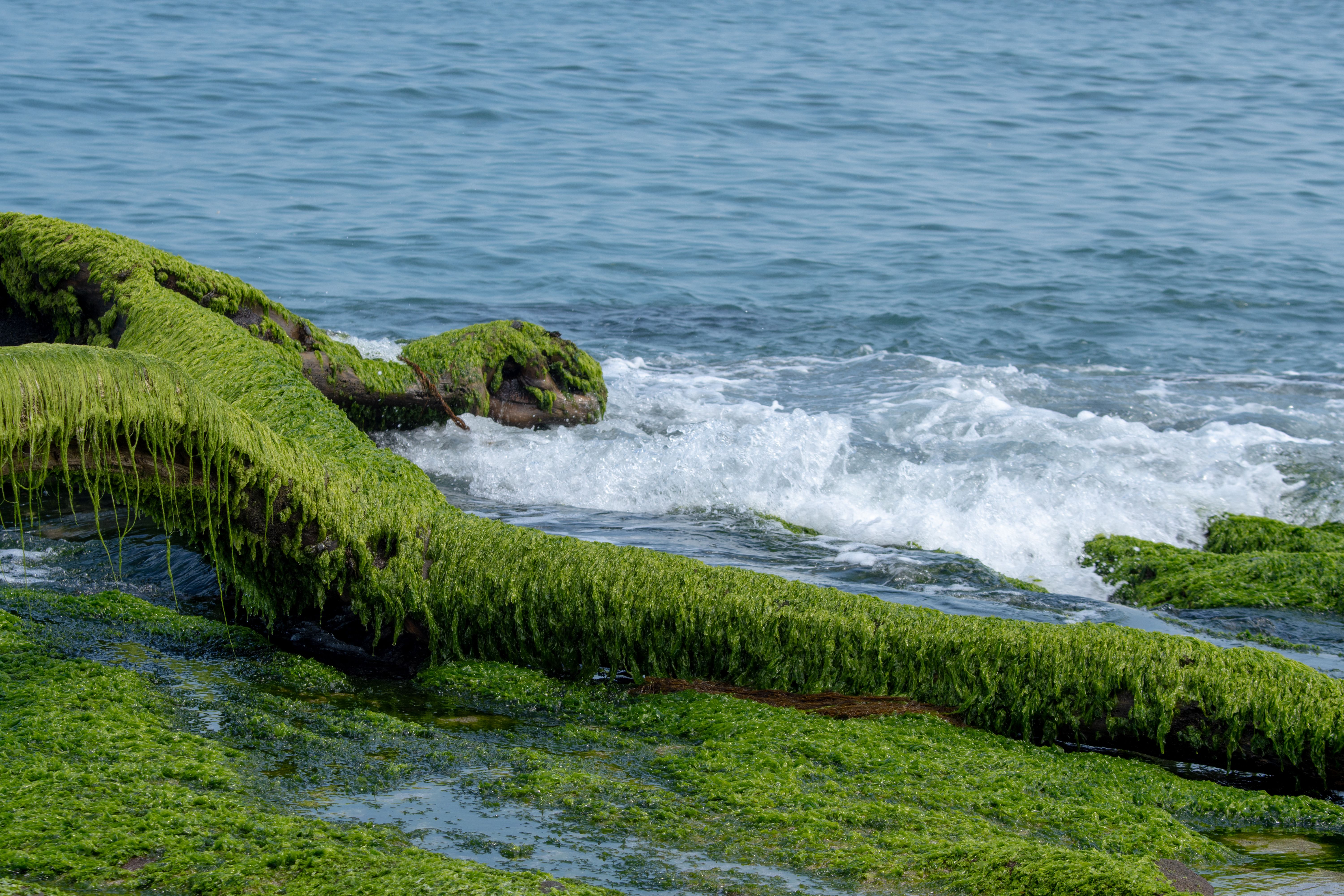 Moss on Rock on Shore · Free Stock Photo