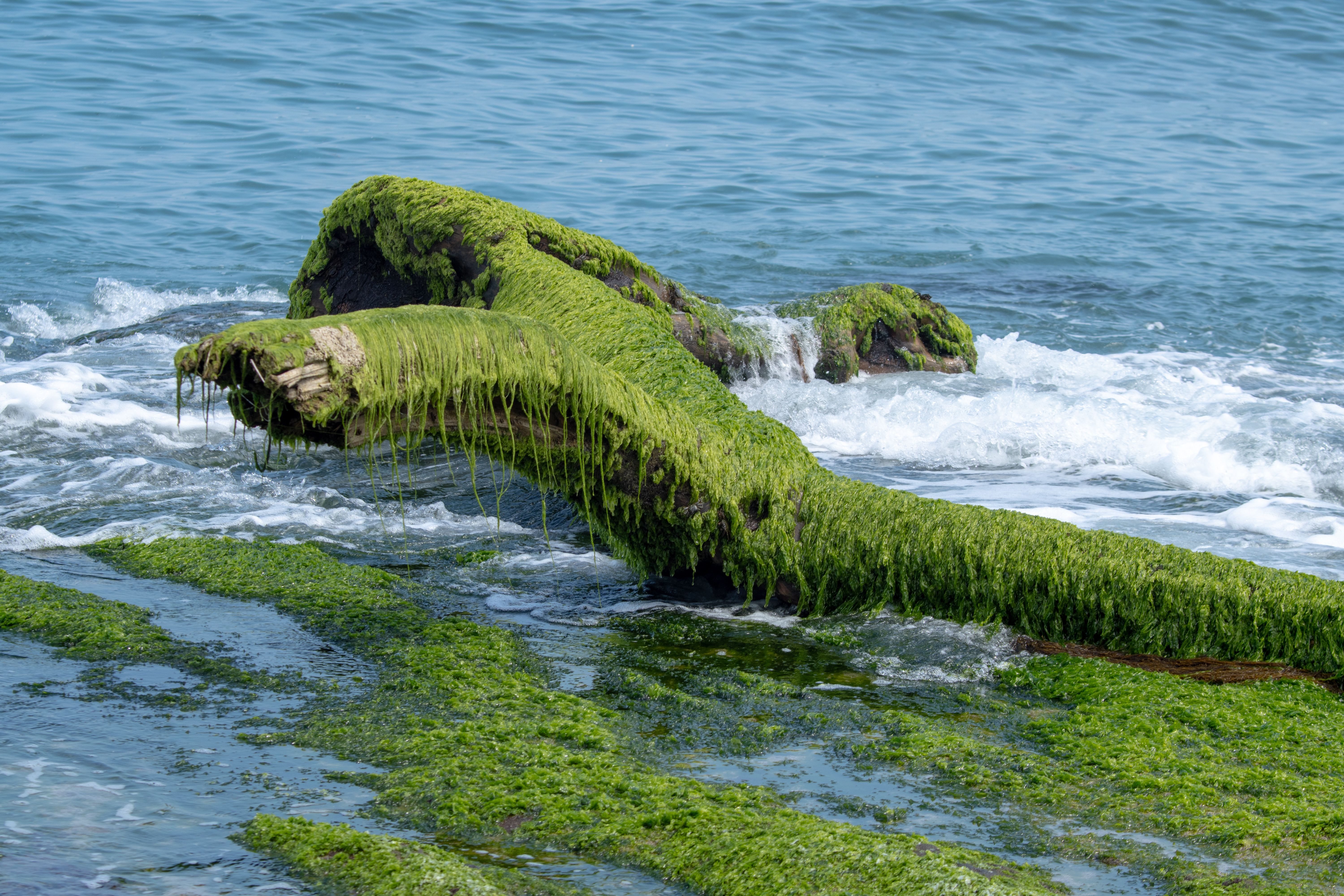 Green Moss on Rock on Sea Shore · Free Stock Photo