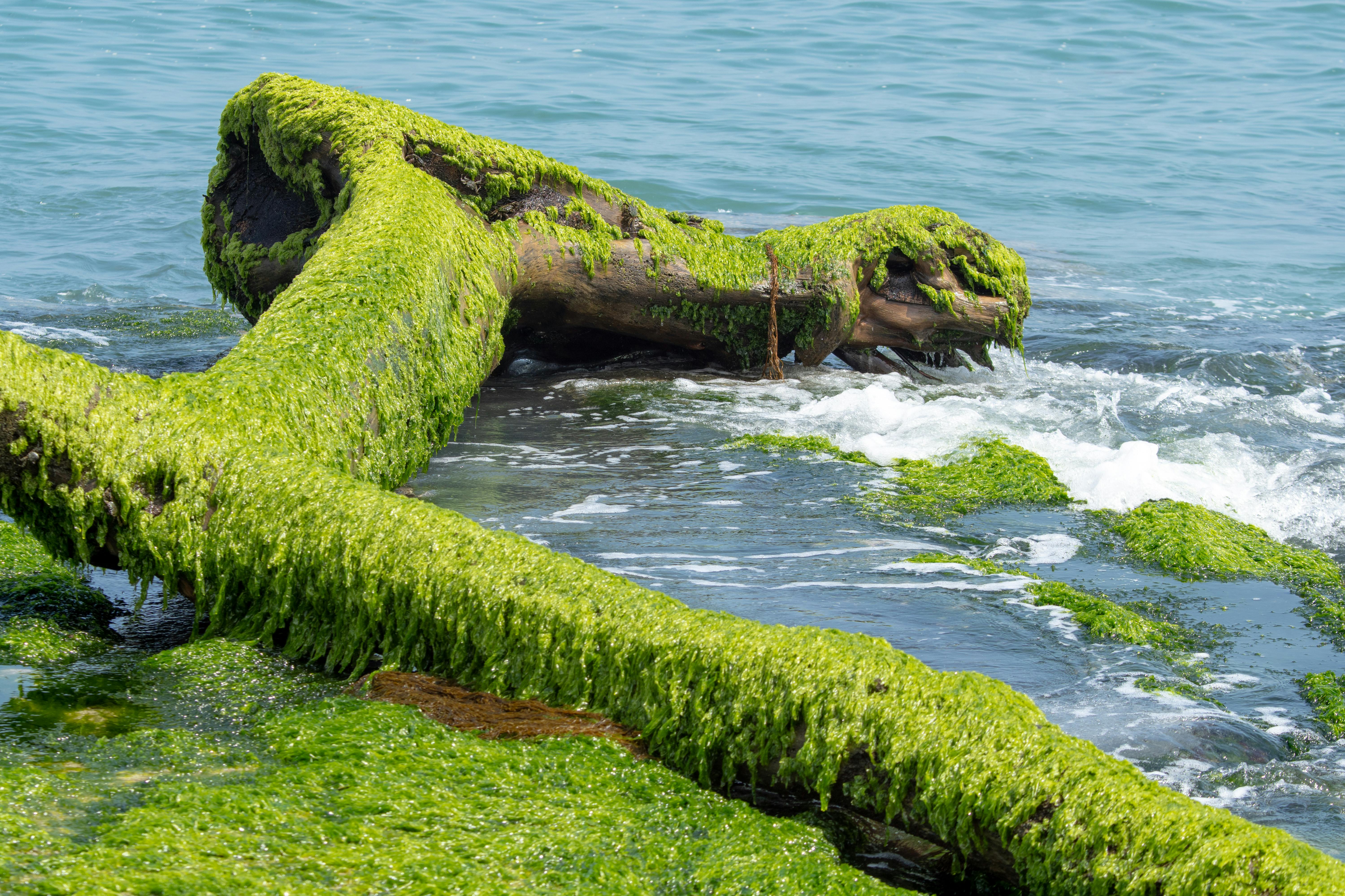 Green Moss on Rock on Sea Shore · Free Stock Photo