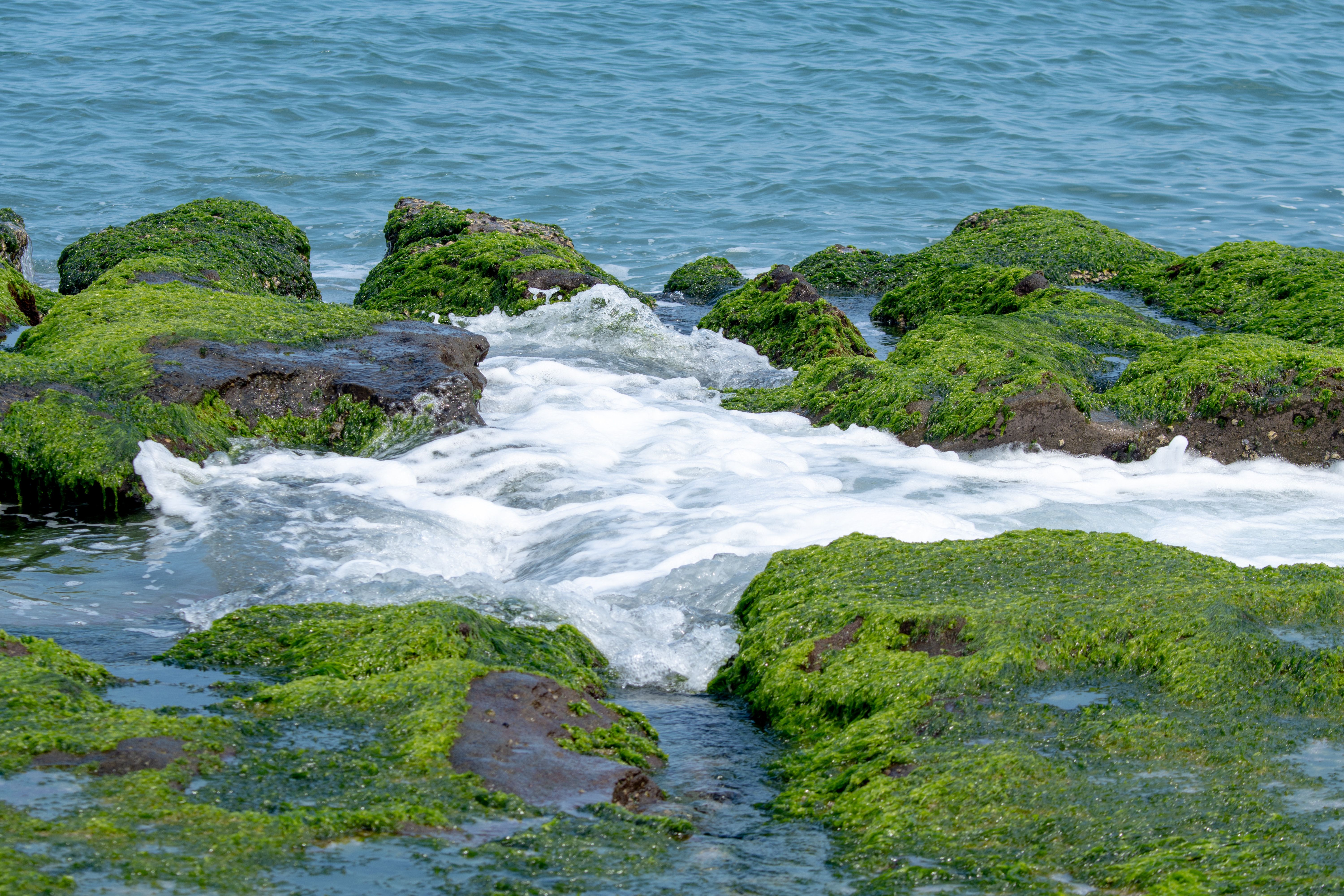 Wave and Moss on Rock on Sea Shore · Free Stock Photo