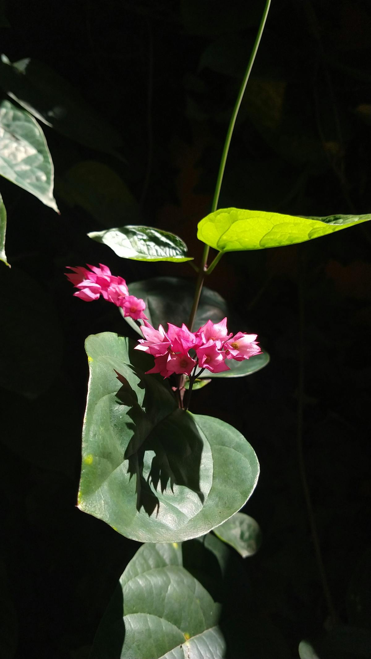 Dusty Pink Photos, Download The BEST Free Dusty Pink Stock Photos & HD ...