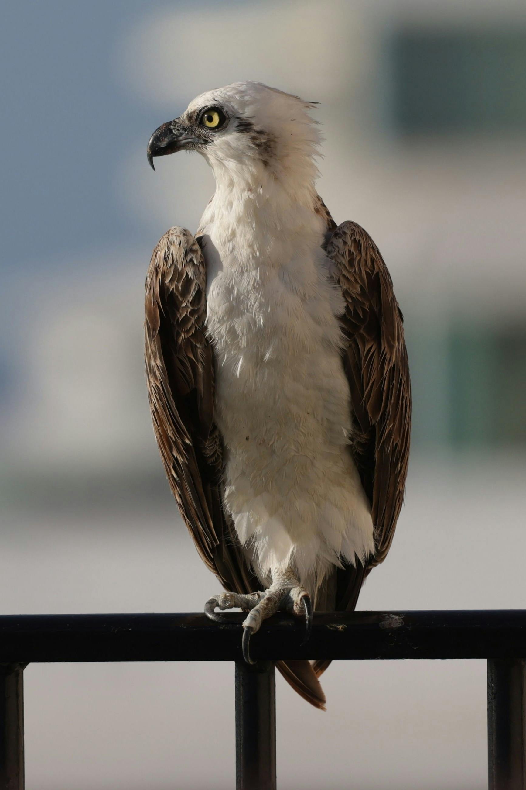 teyi 徐 - Photography