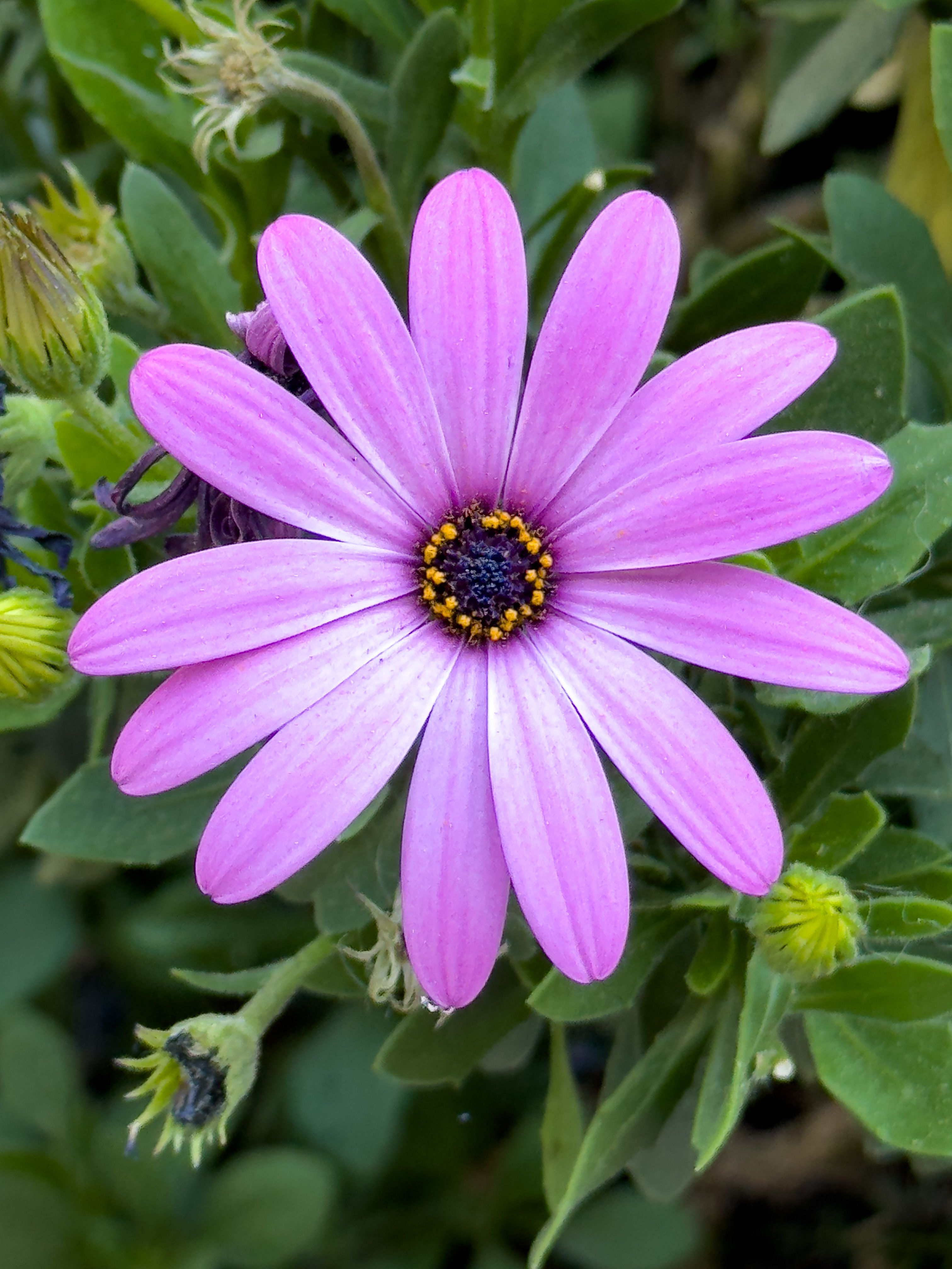 Macro Photography of Pink and White Multi Petaled Flower · Free Stock Photo