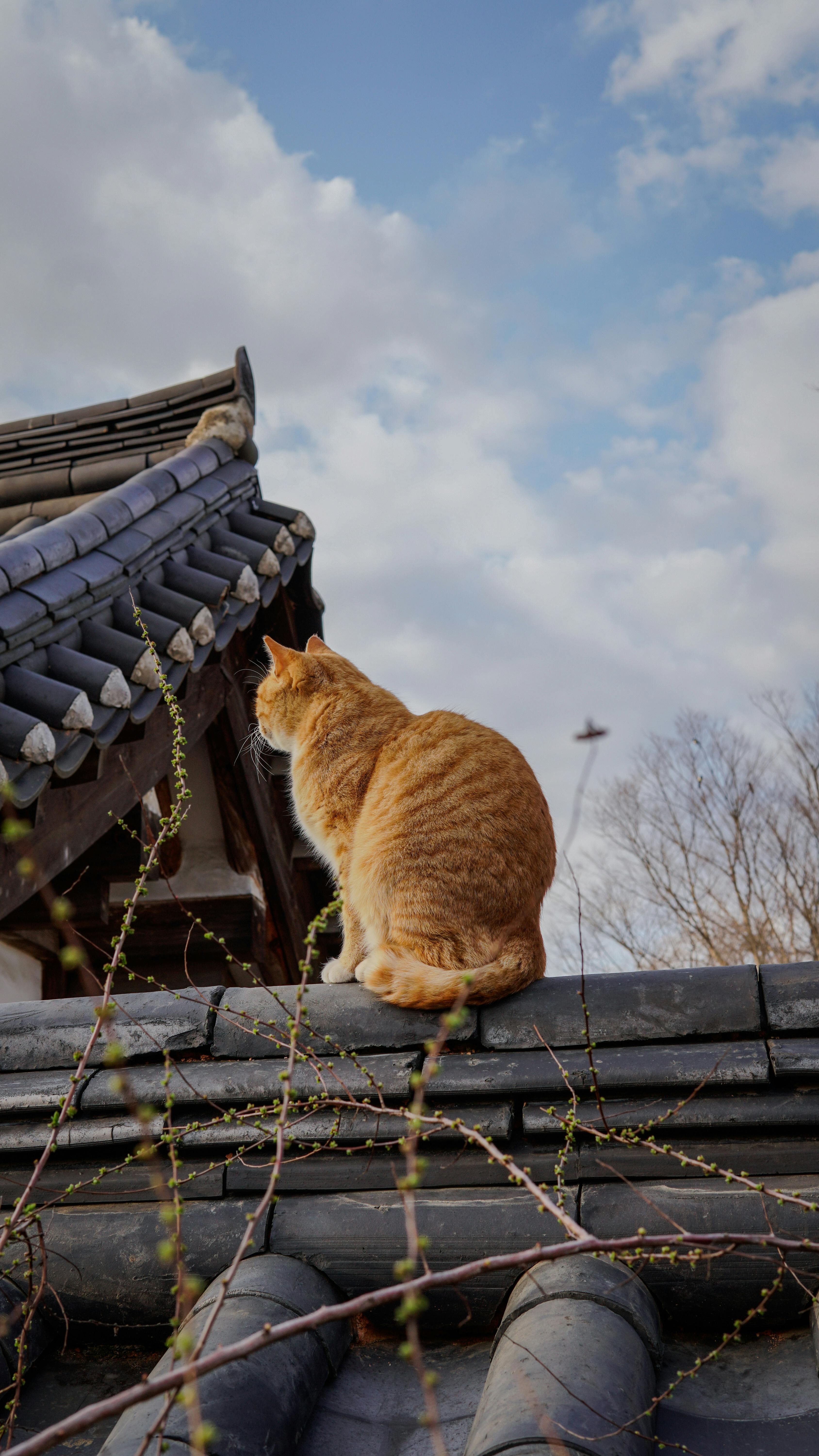 Foto de stock gratuita sobre al aire libre, animal domestico ...