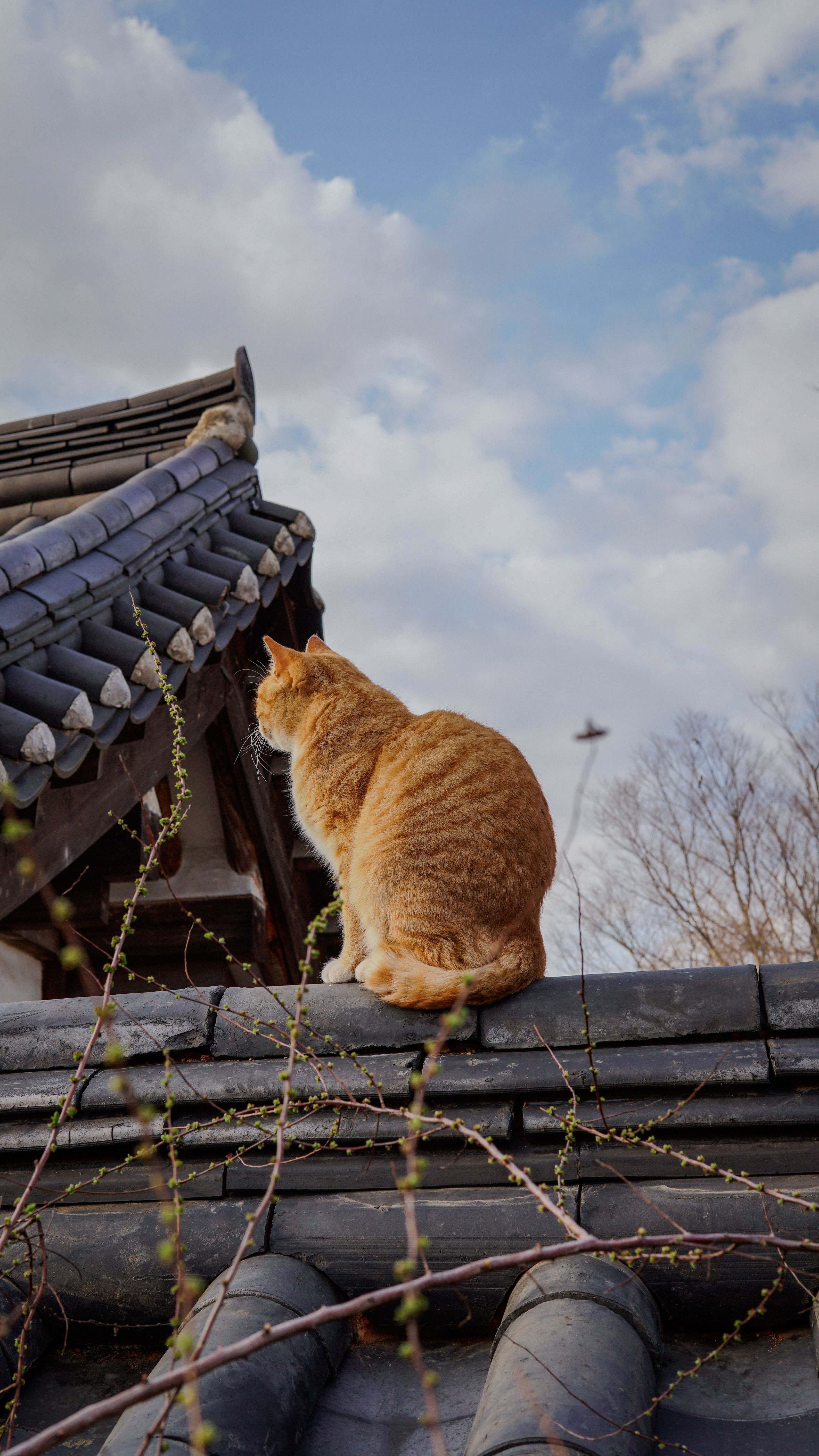 Goyang I Photos, Download The BEST Free Goyang I Stock Photos & HD Images