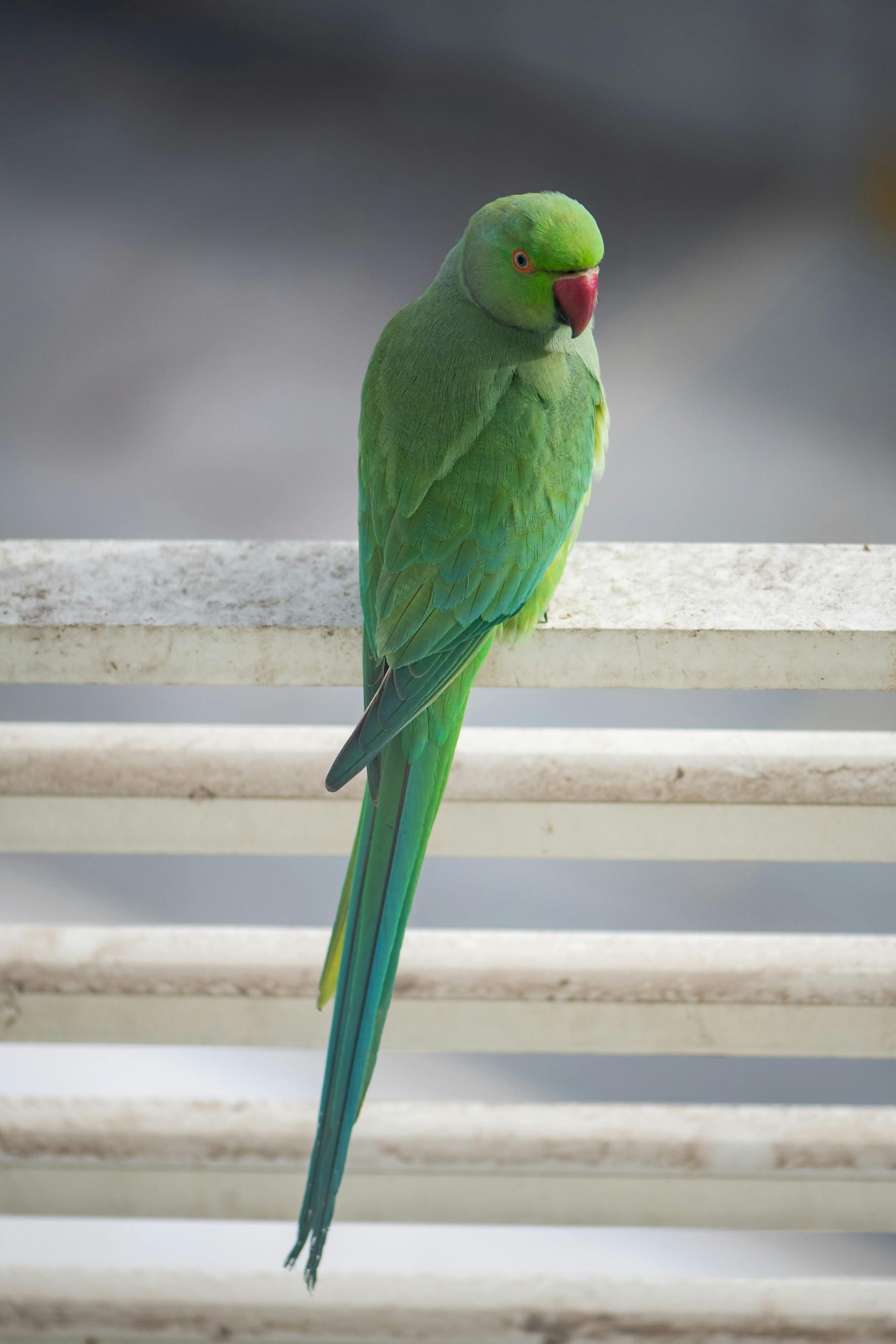 Photo gratuite de barrière, exotique, fermer, oiseau, perroquet ...