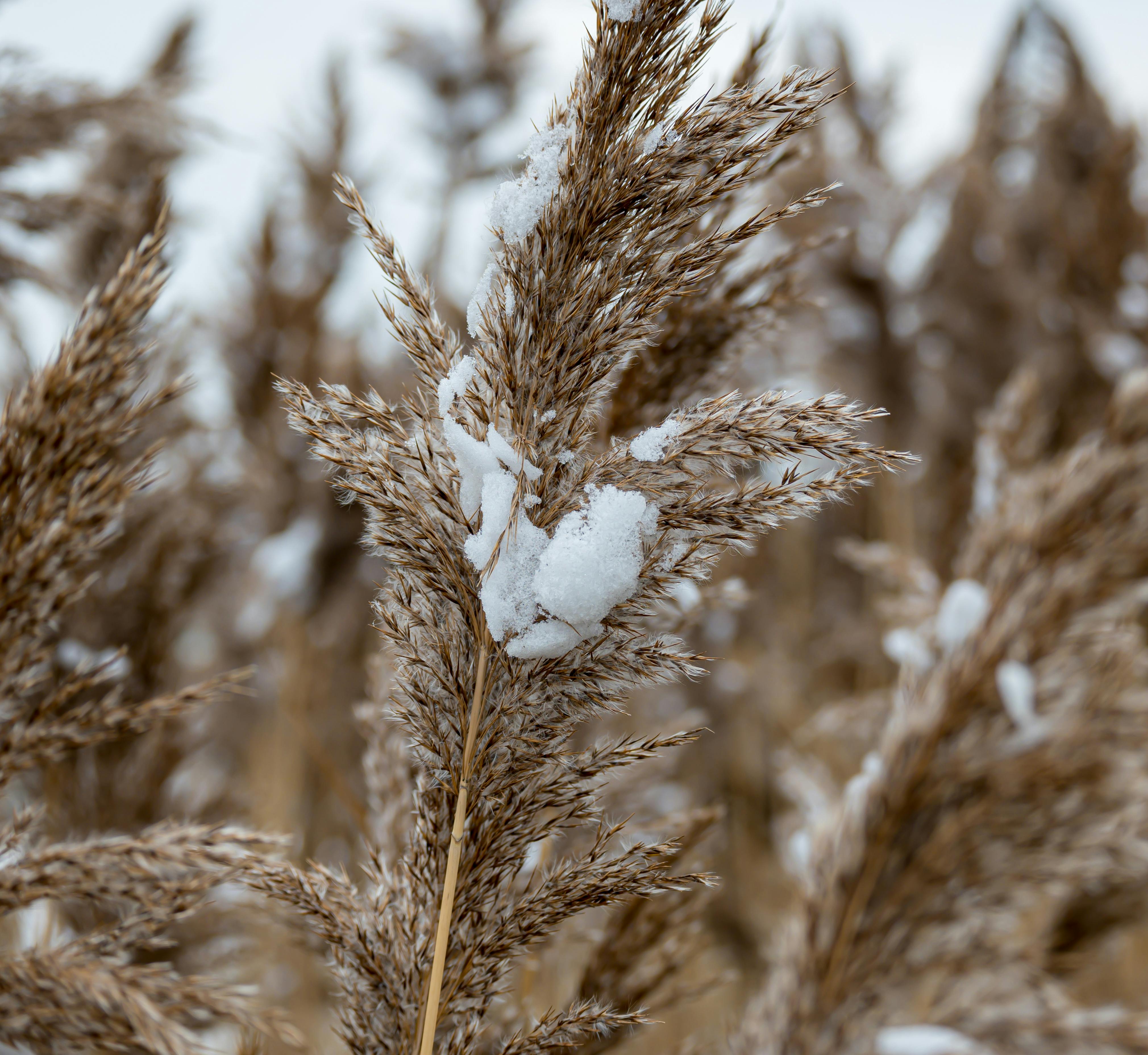 Gold Icee Photos, Download The BEST Free Gold Icee Stock Photos & HD Images