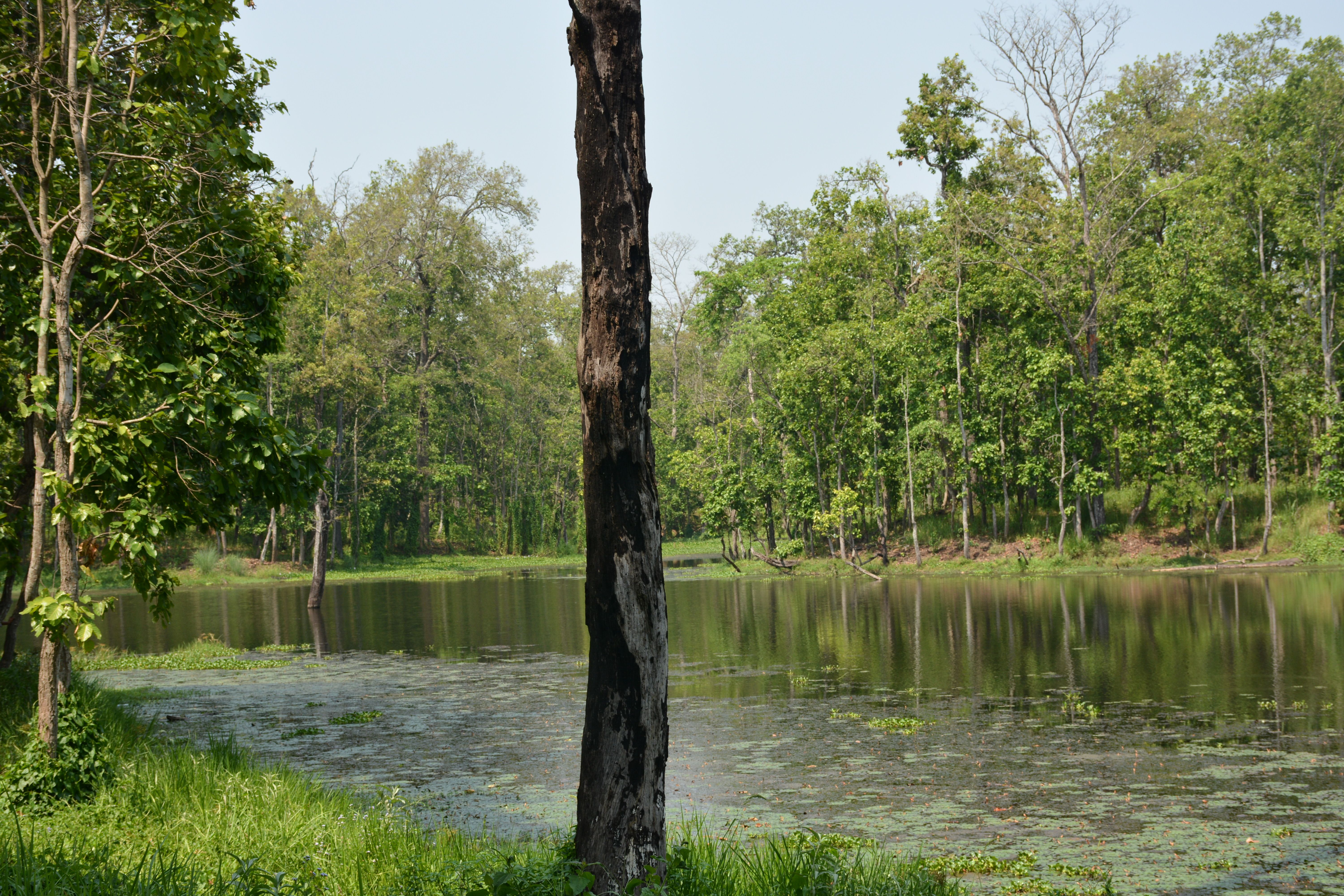 Pond in Forest among Trees · Free Stock Photo